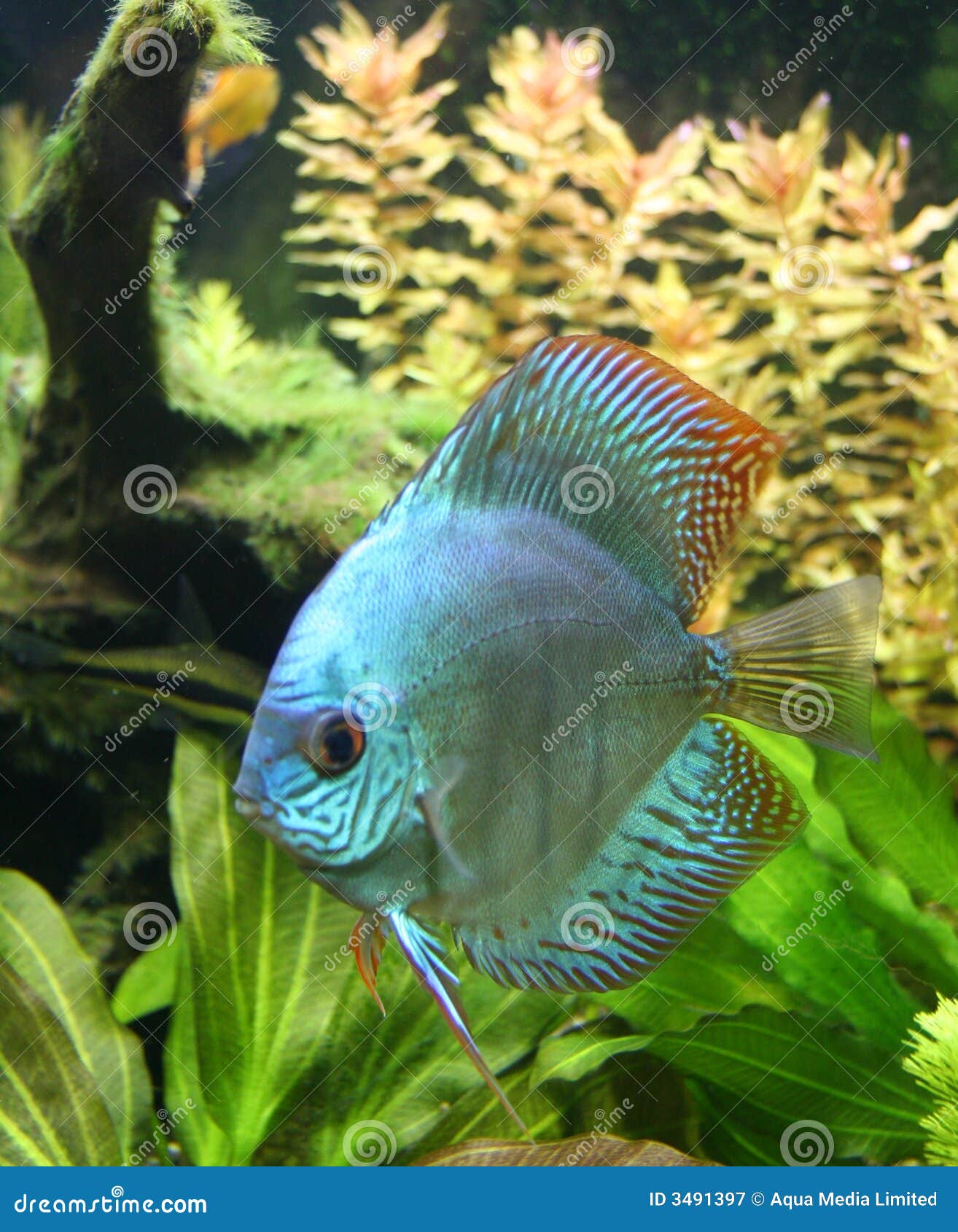 Blue Discus Fish stock image. Image of aquatic, hobby - 3491397