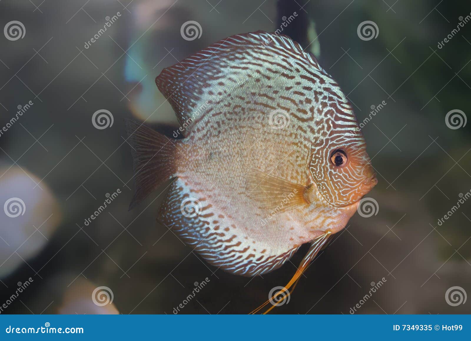 Blue discus fish stock image. Image of gold, fresh, freshwater - 7349335