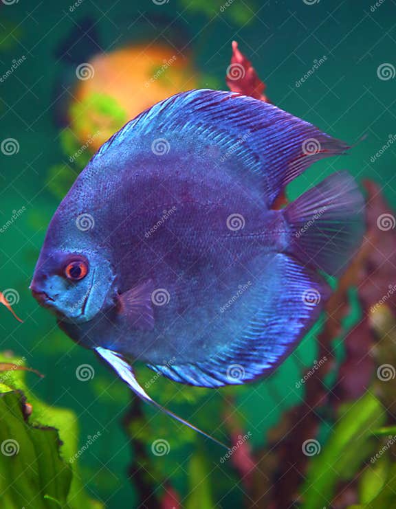 Blue Discus Fish in Aquarium Stock Image - Image of swim, indigo: 44771915