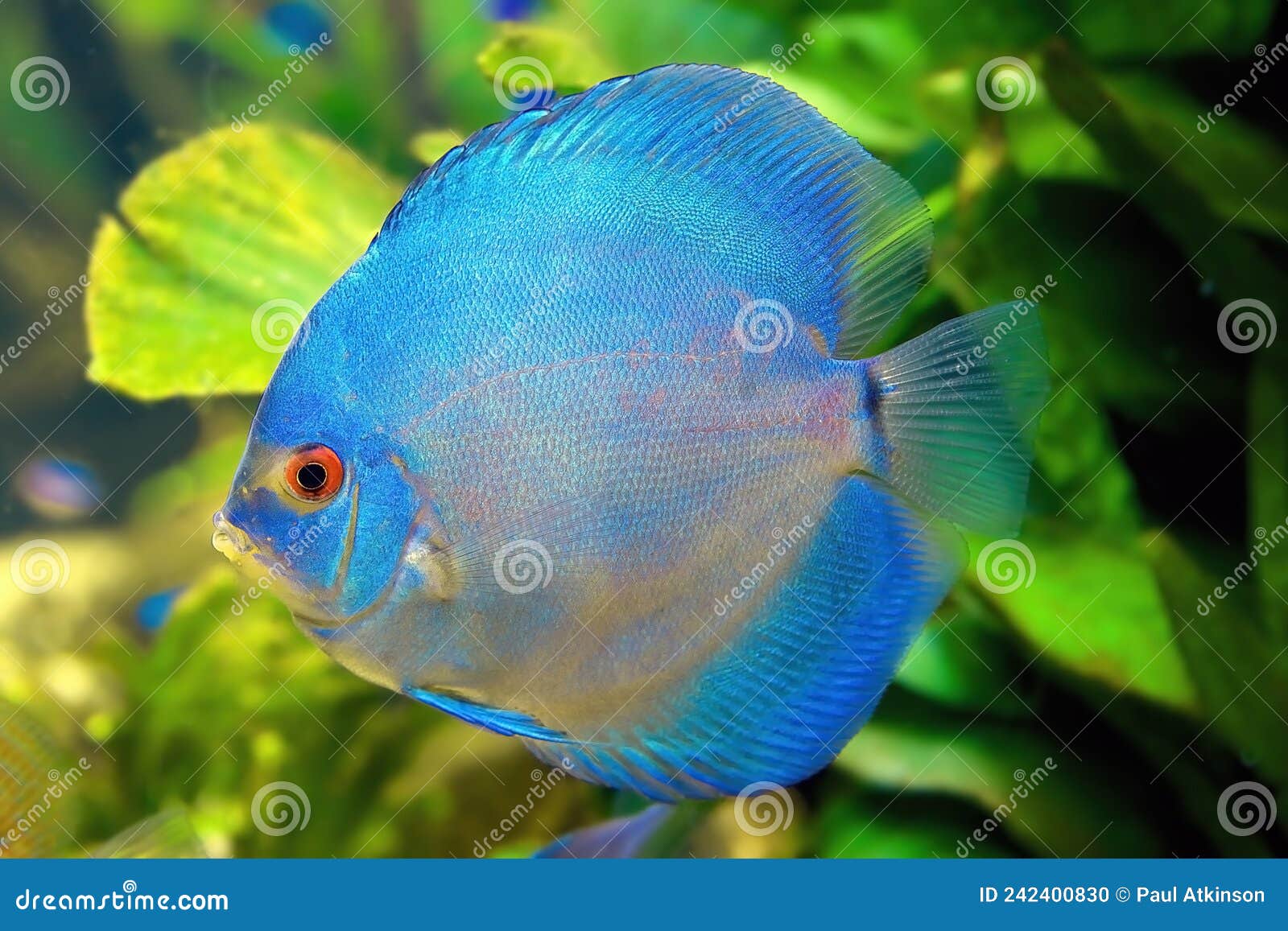 Blue discus fish stock photo. Image of blue, freshwater - 242400830