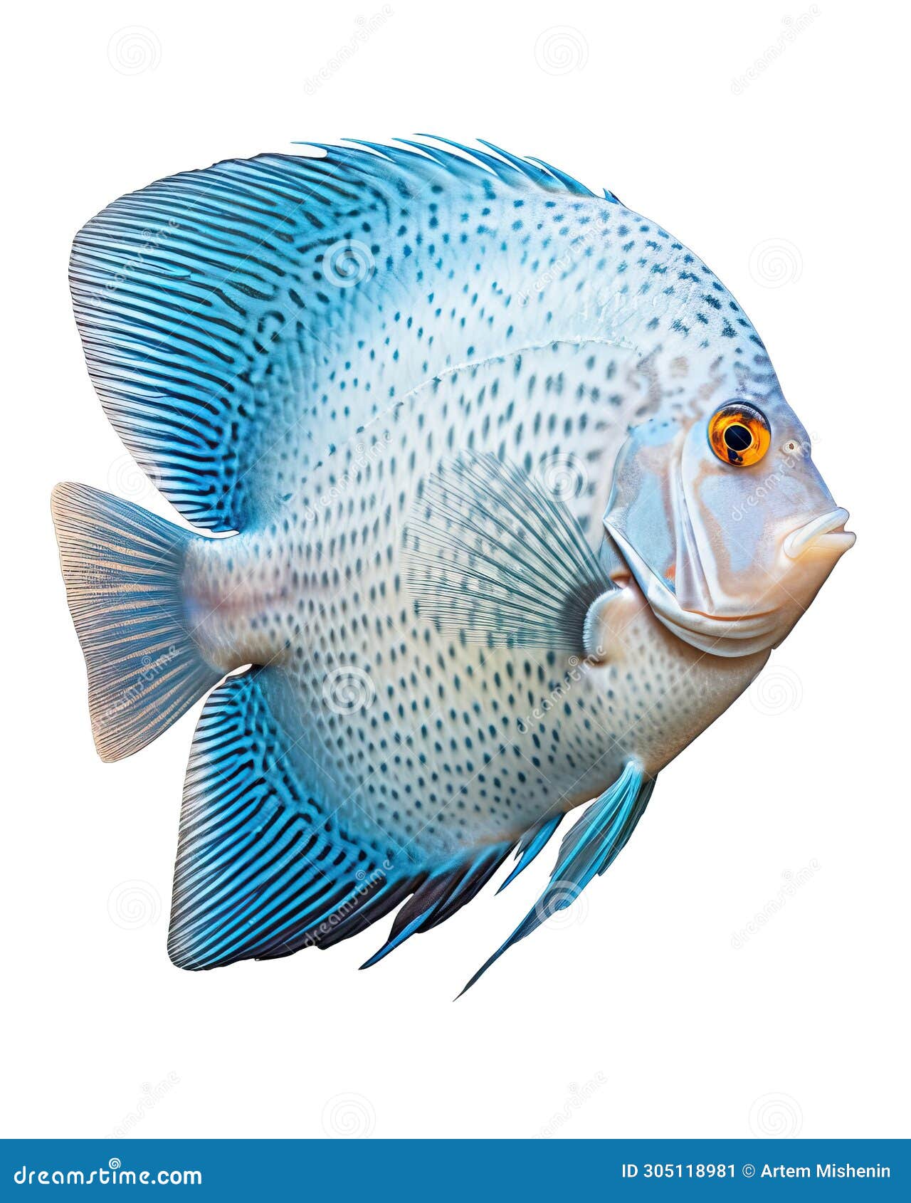 Blue Discus Fish Isolated on White Background. Stock Image - Image of ...