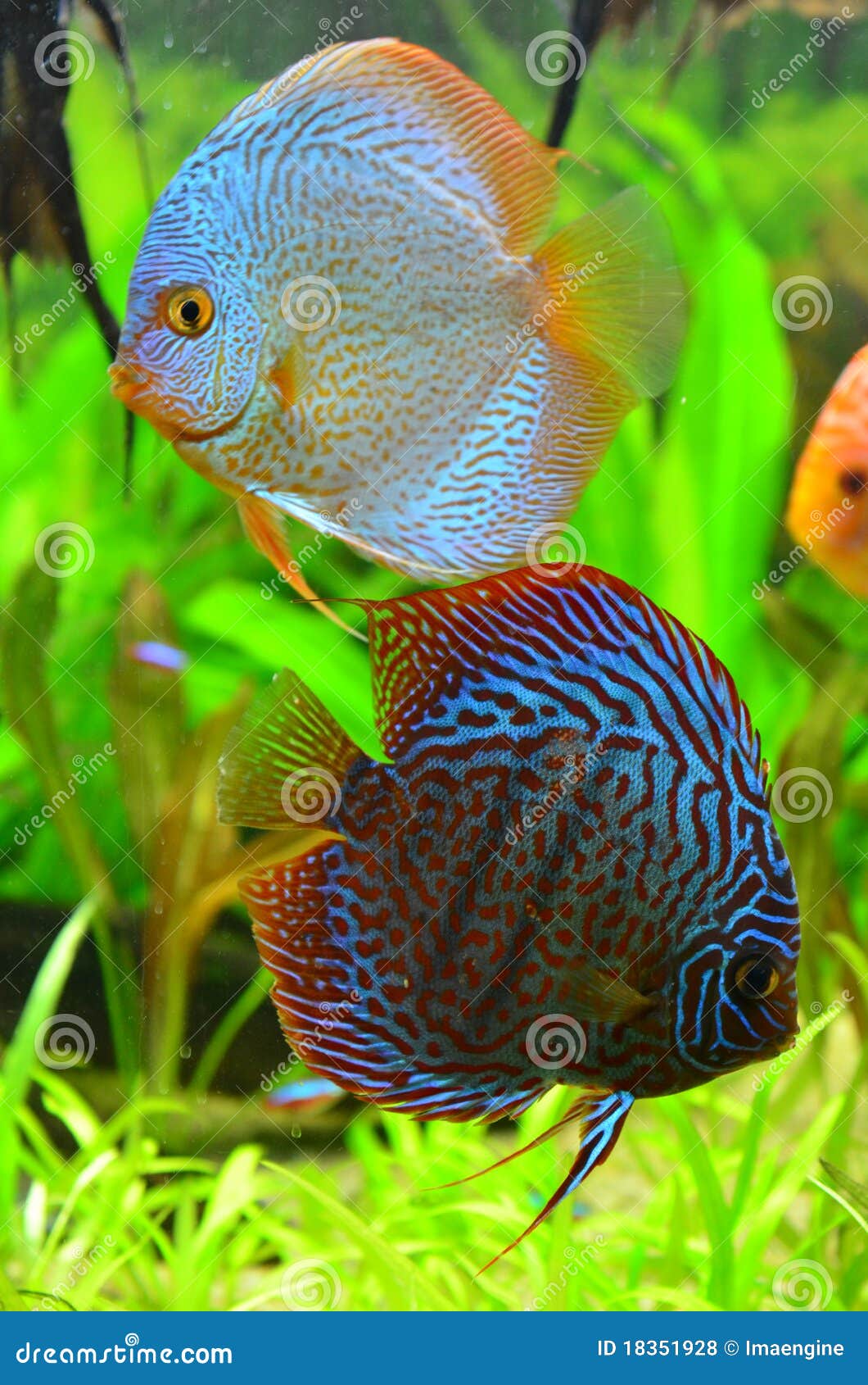 Blue discus fish pair stock photo. Image of american - 18351928