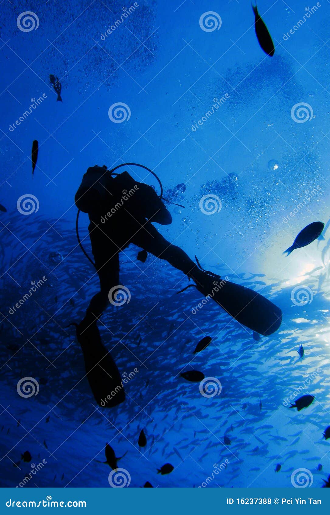 Blue Diver stock photo. Image of underwater, school, diver - 16237388