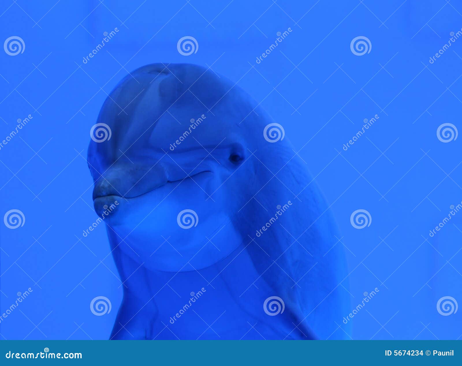 Blue dolphin underwater stock photo. Image of happy, coral - 5674234