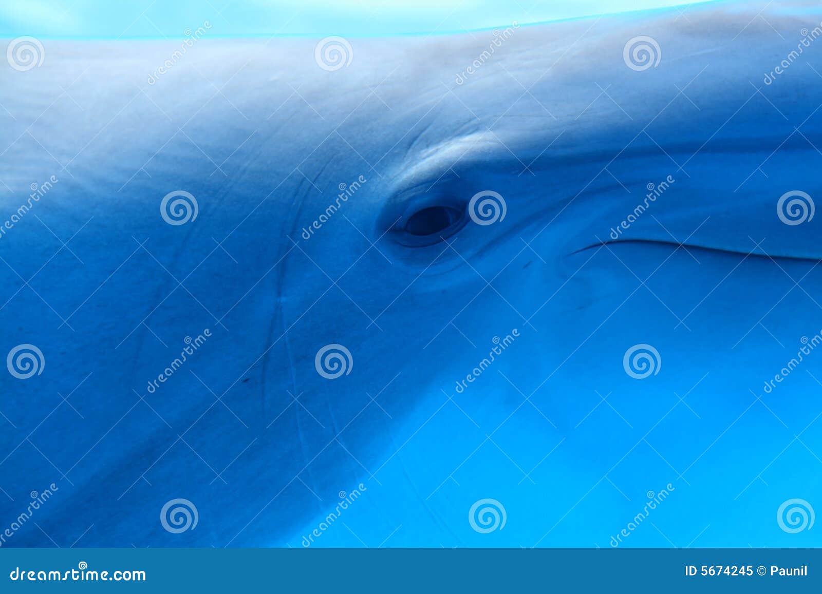 Blue Dolphin Underwater Royalty-Free Stock Photography | CartoonDealer ...