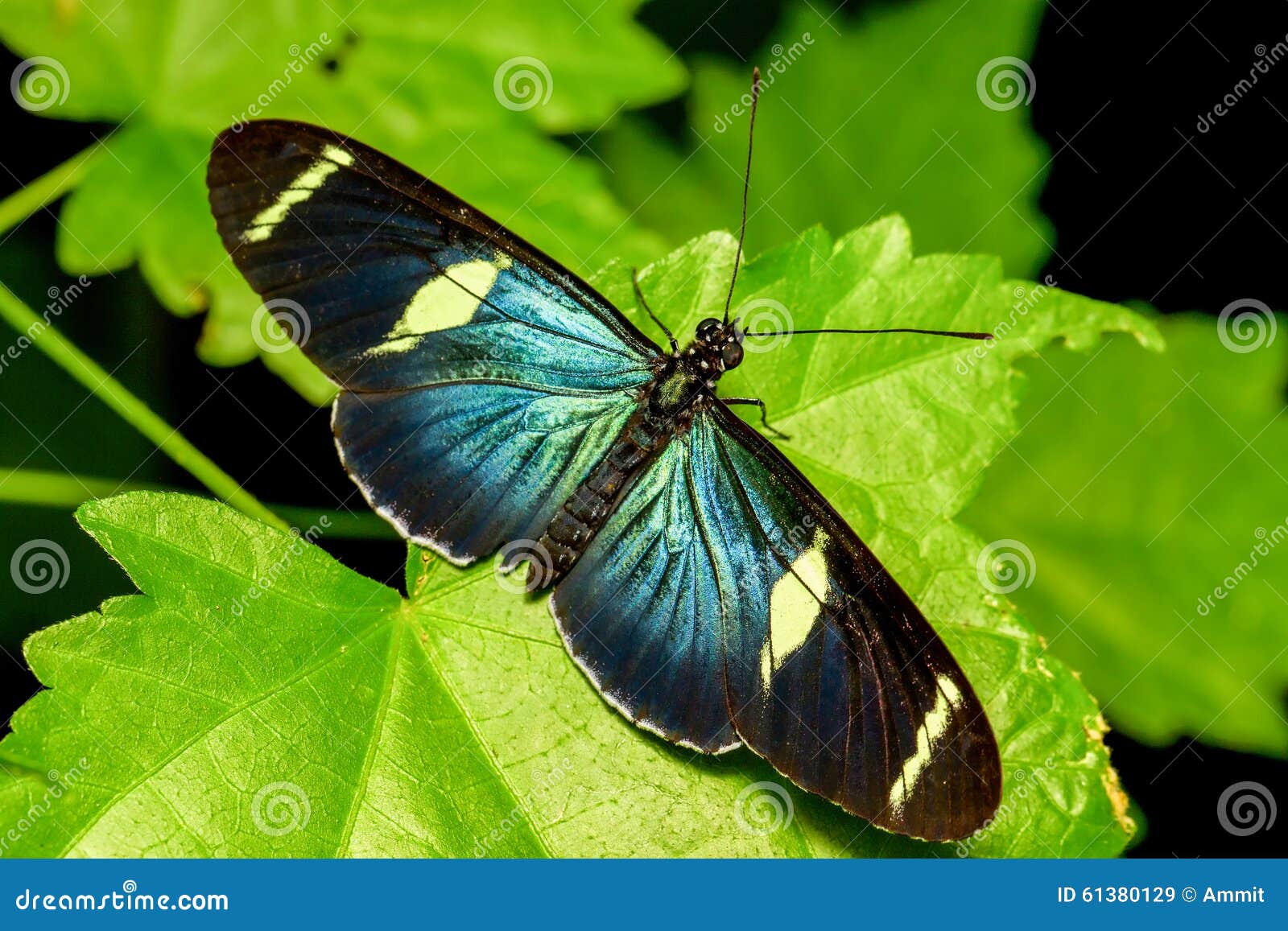 Blue Doris Long Wing stock image. Image of wildlife, grace - 61380129