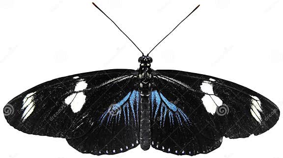 Blue Doris Longwing stock photo. Image of longwing, black - 13116502