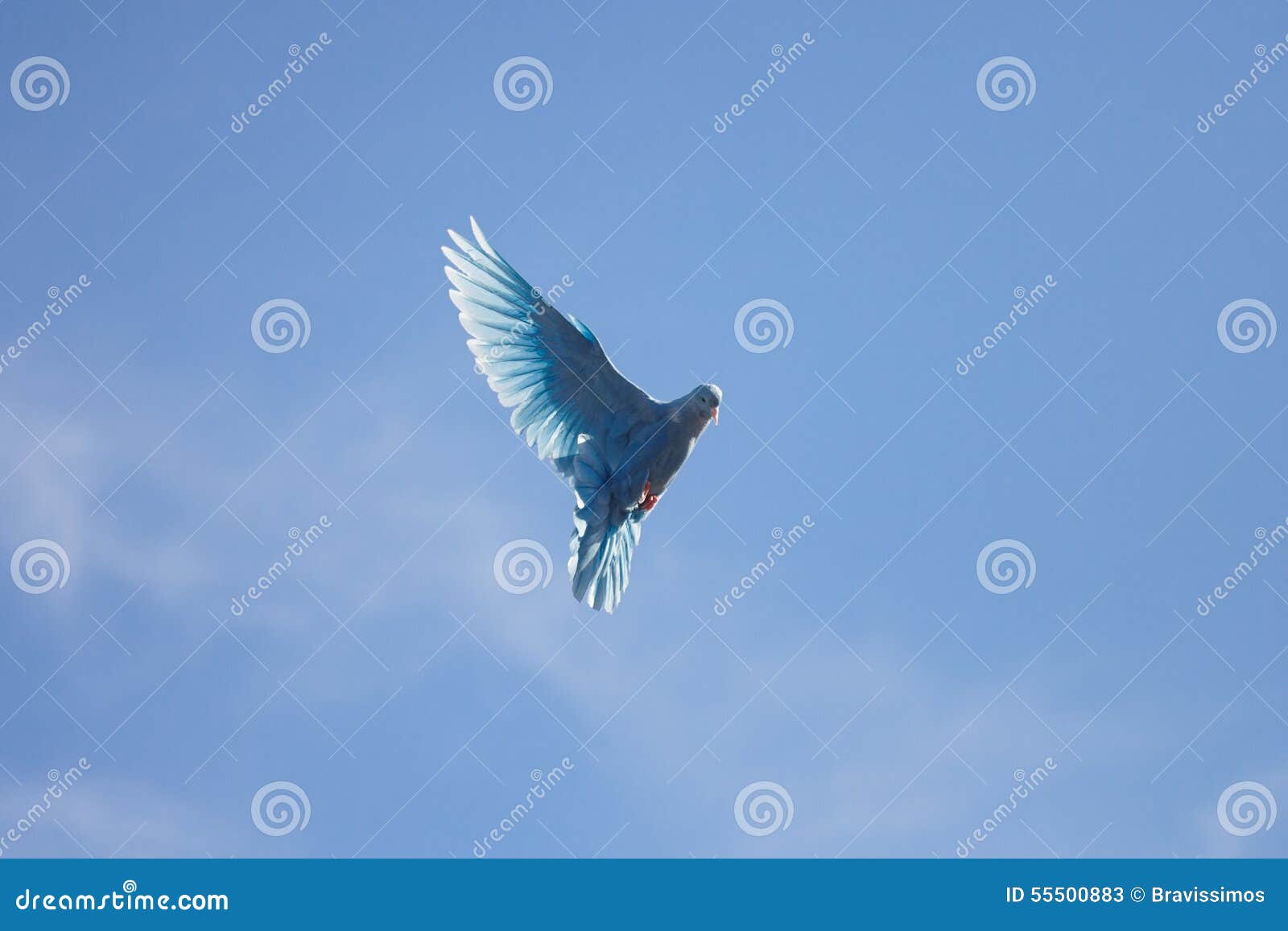 Blue Dove Flying in the Blue Sky Stock Image - Image of perfection ...