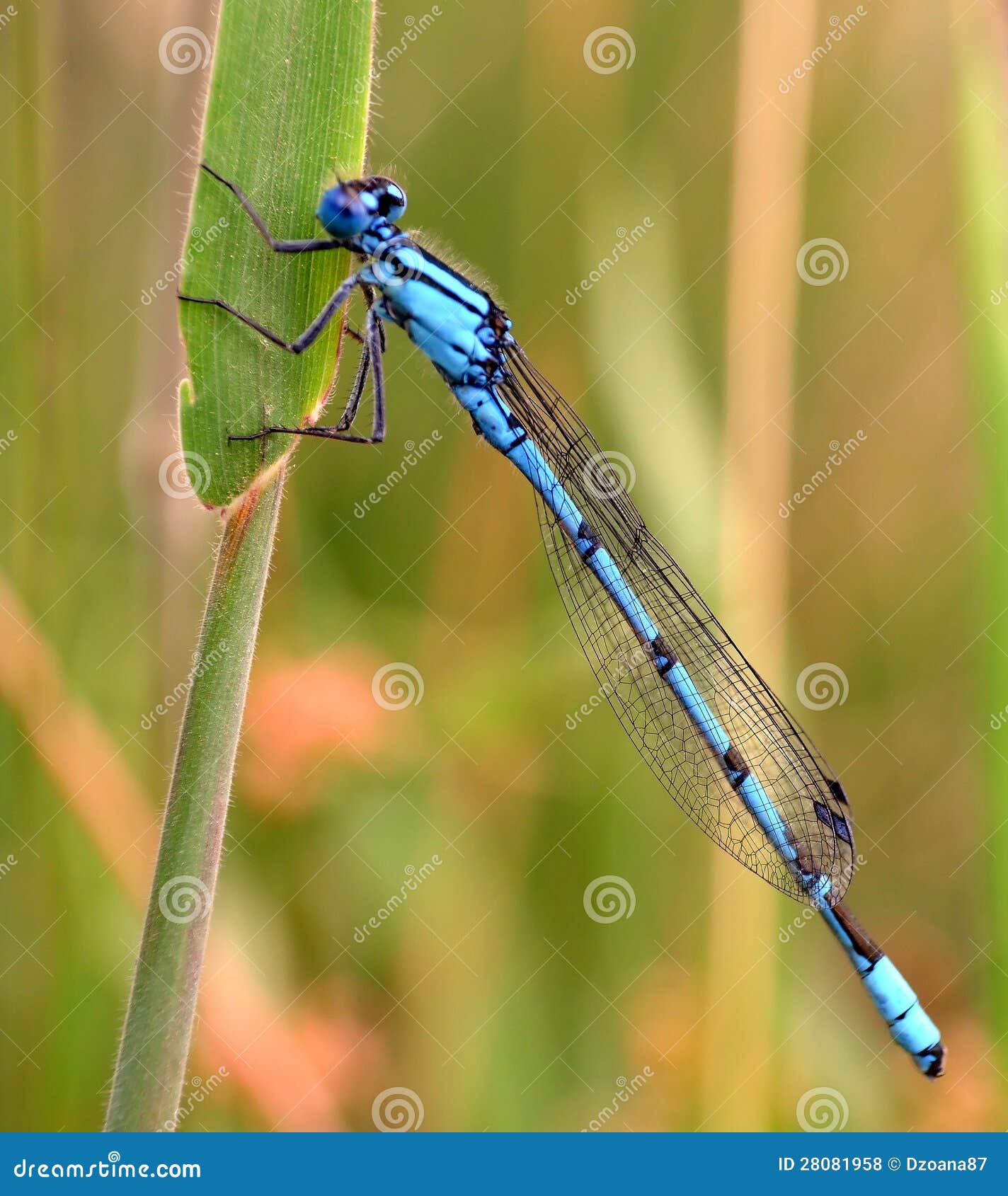 Blue dragon fly stock photo. Image of park, resting, dragon - 28081958