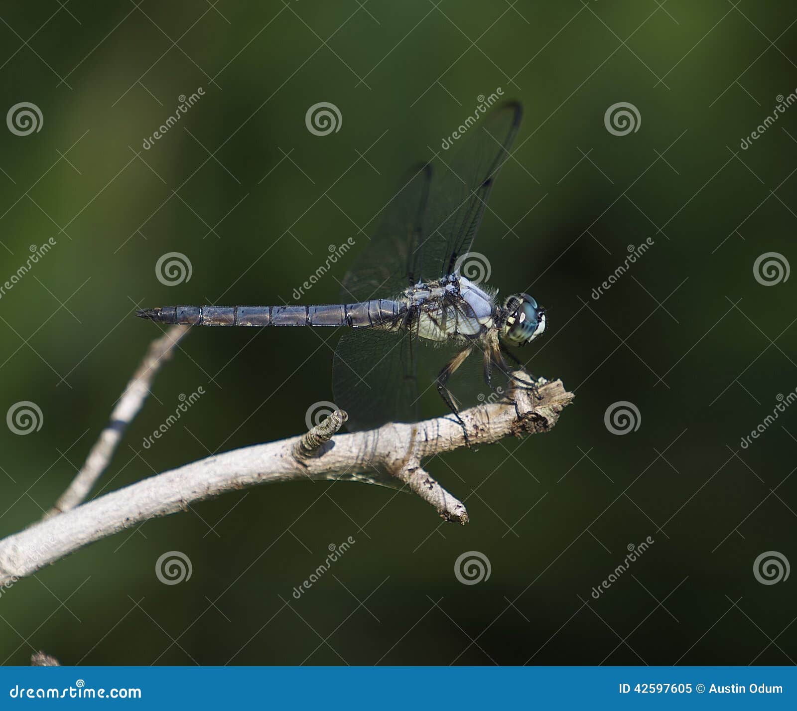 Blue dragon fly stock image. Image of beautiful, blue - 42597605