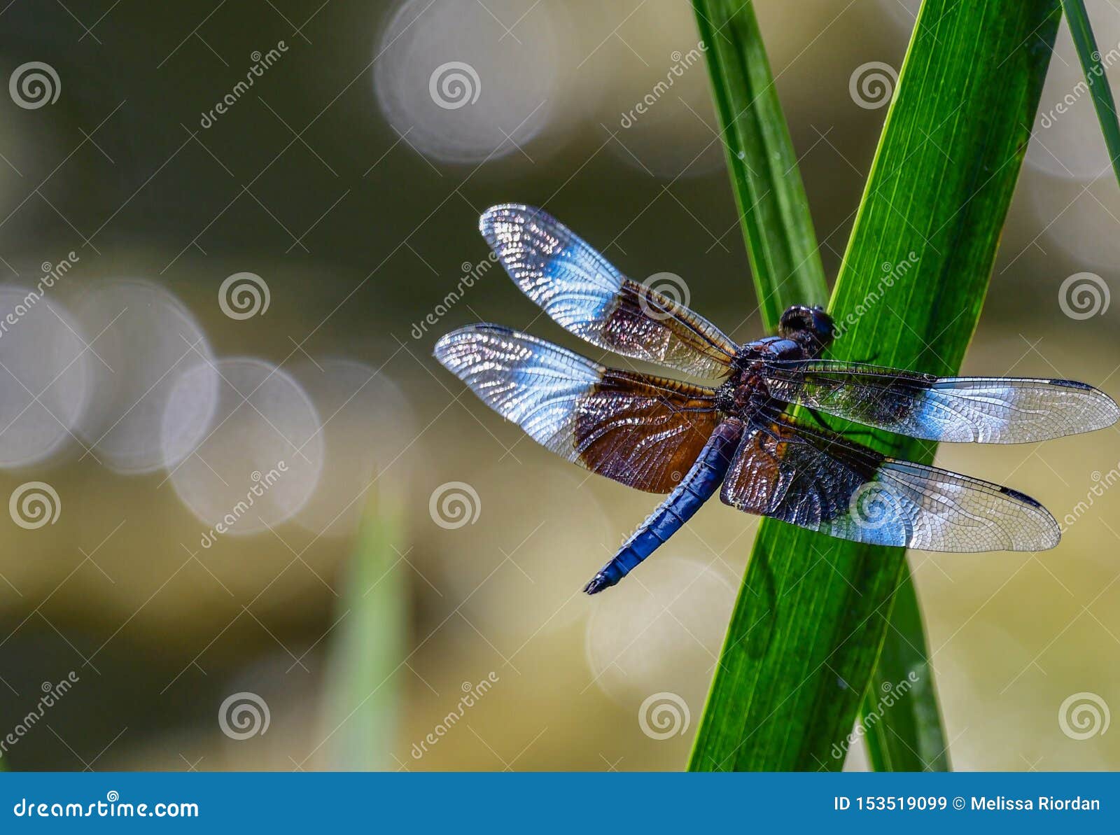Blue Dragon Fly Close up 3 stock image. Image of wings - 153519099