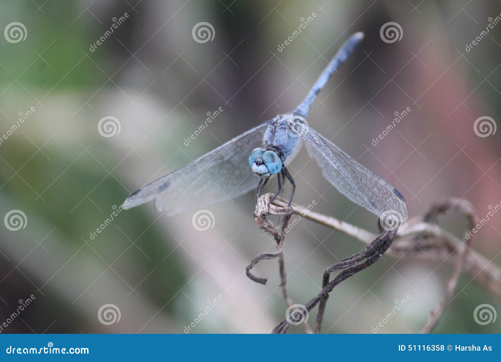 Blue dragon fly stock photo. Image of dragon, blue, wallpaper - 51116358