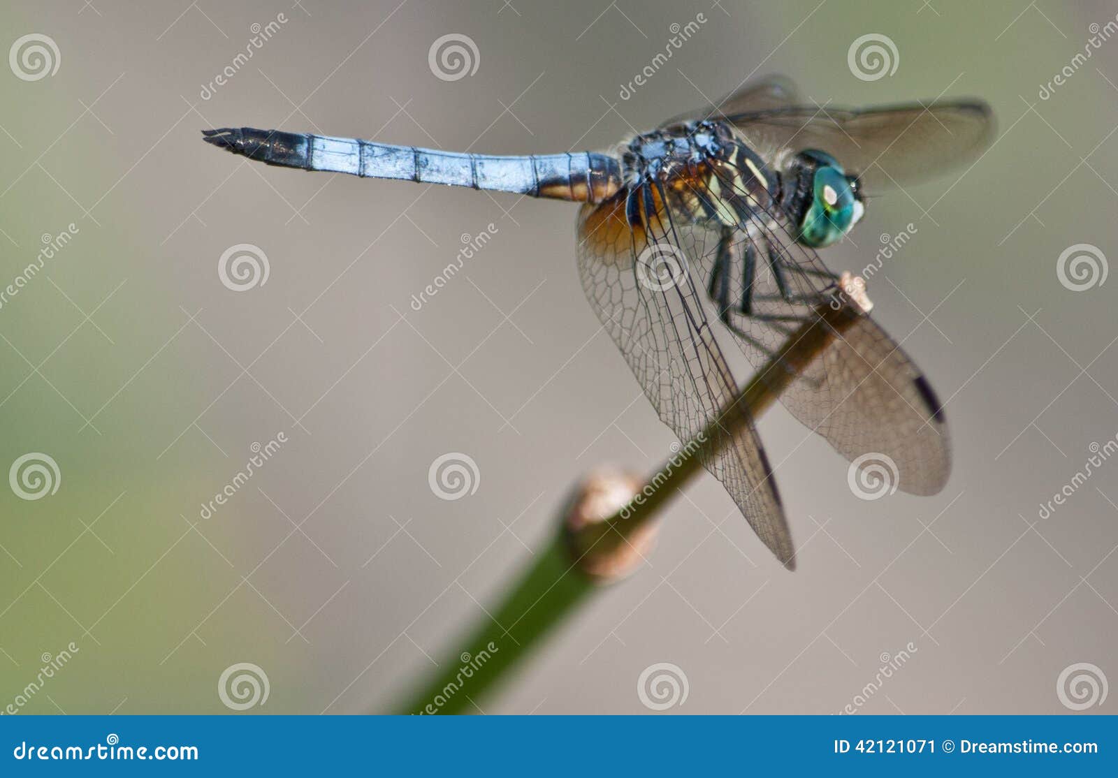 Blue Dragon Fly resting stock image. Image of lily, stem - 42121071