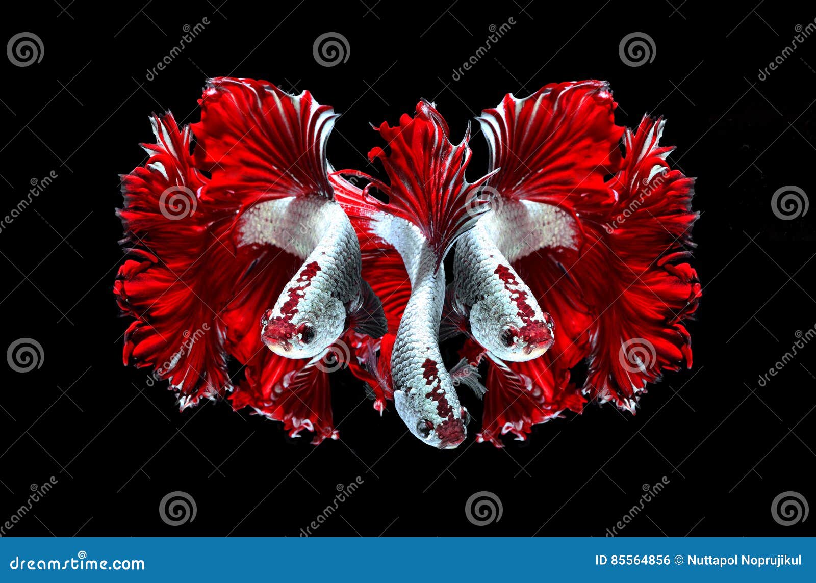 Turquoise Dragon Siamese Photos - Free & Royalty-Free Stock Photos from ...