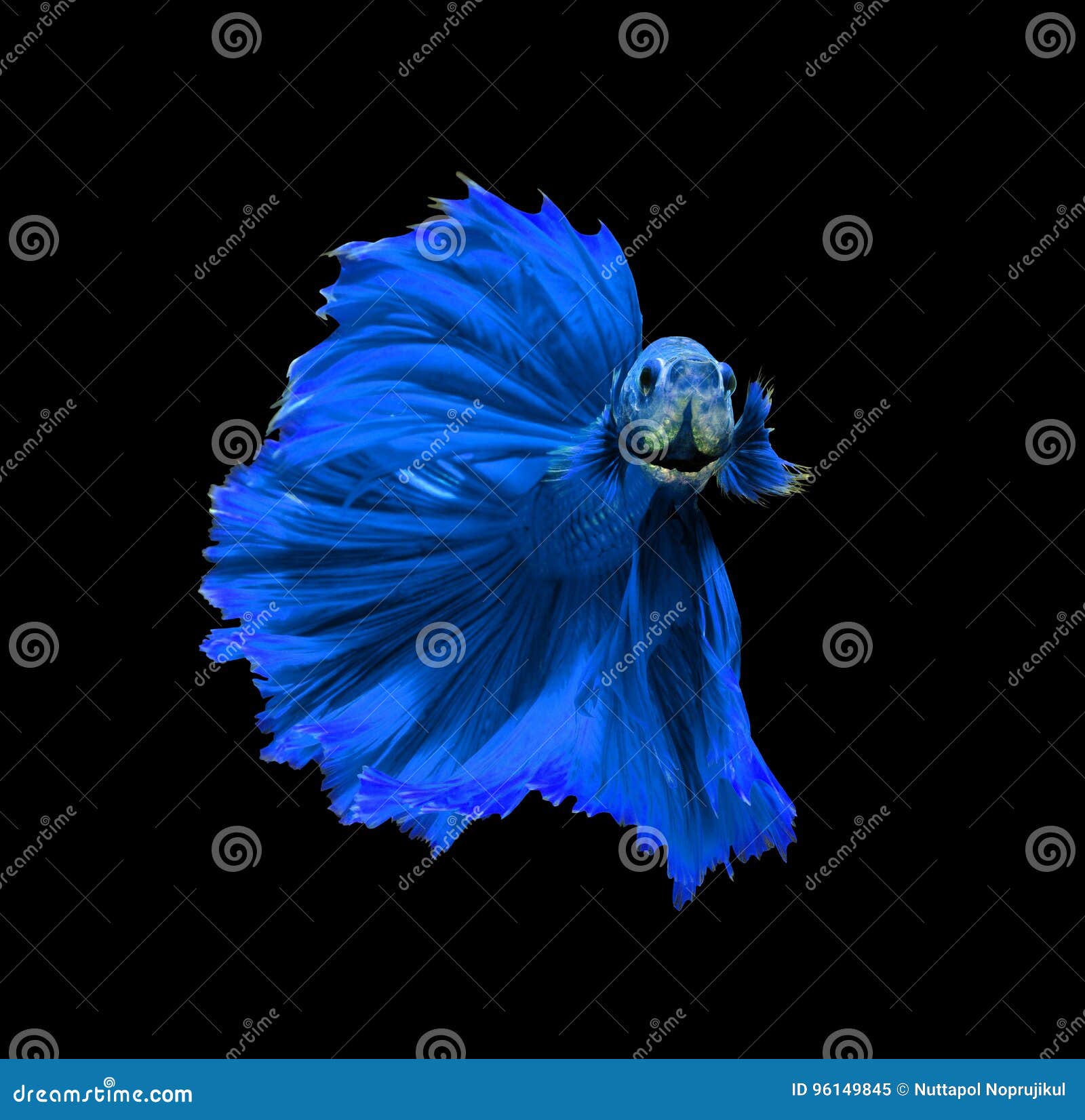 Blue Dragon Siamese Fighting Fish, Betta Fish Isolated on Black Stock ...