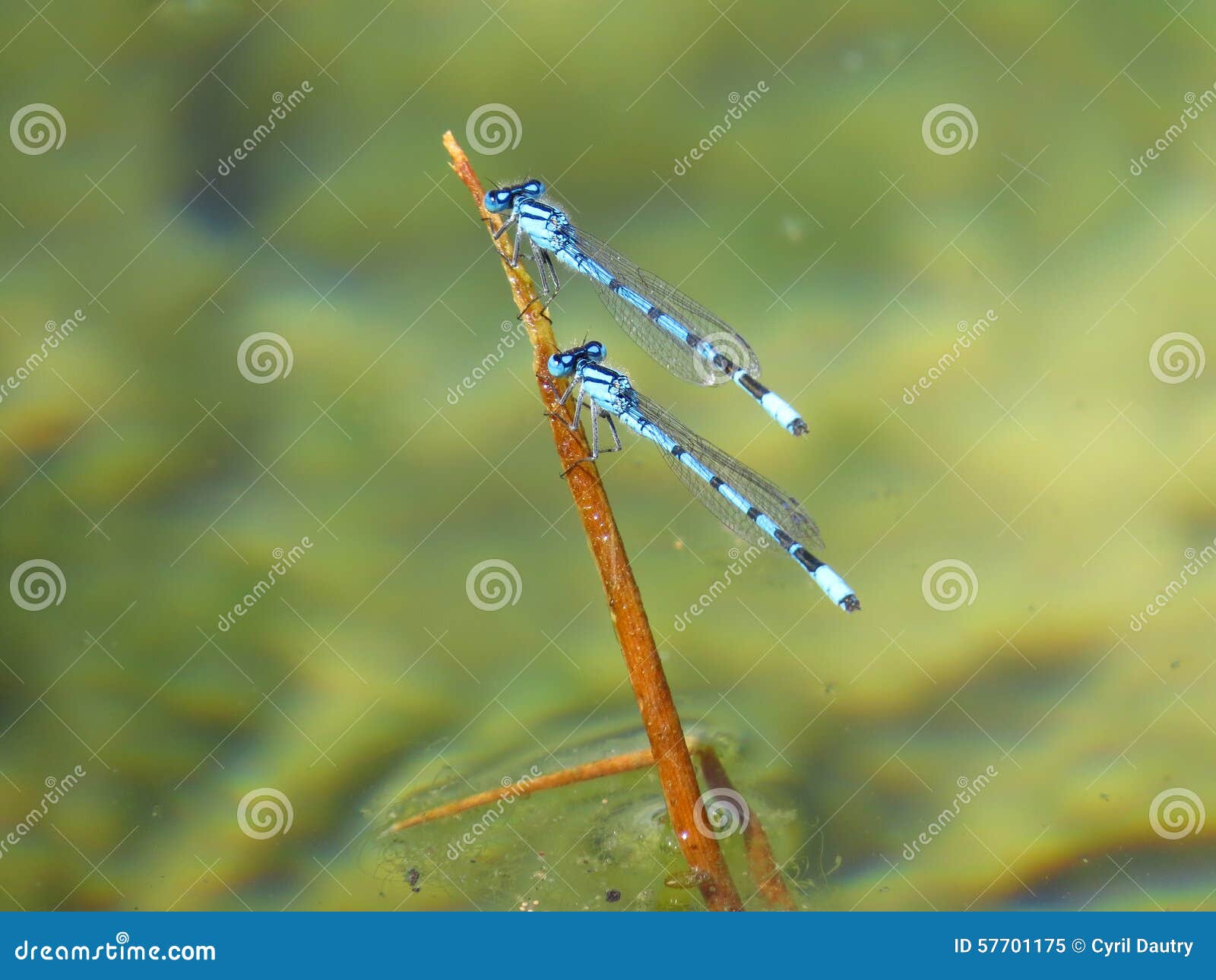 Blue dragonflies stock image. Image of flying, dragonflies - 57701175