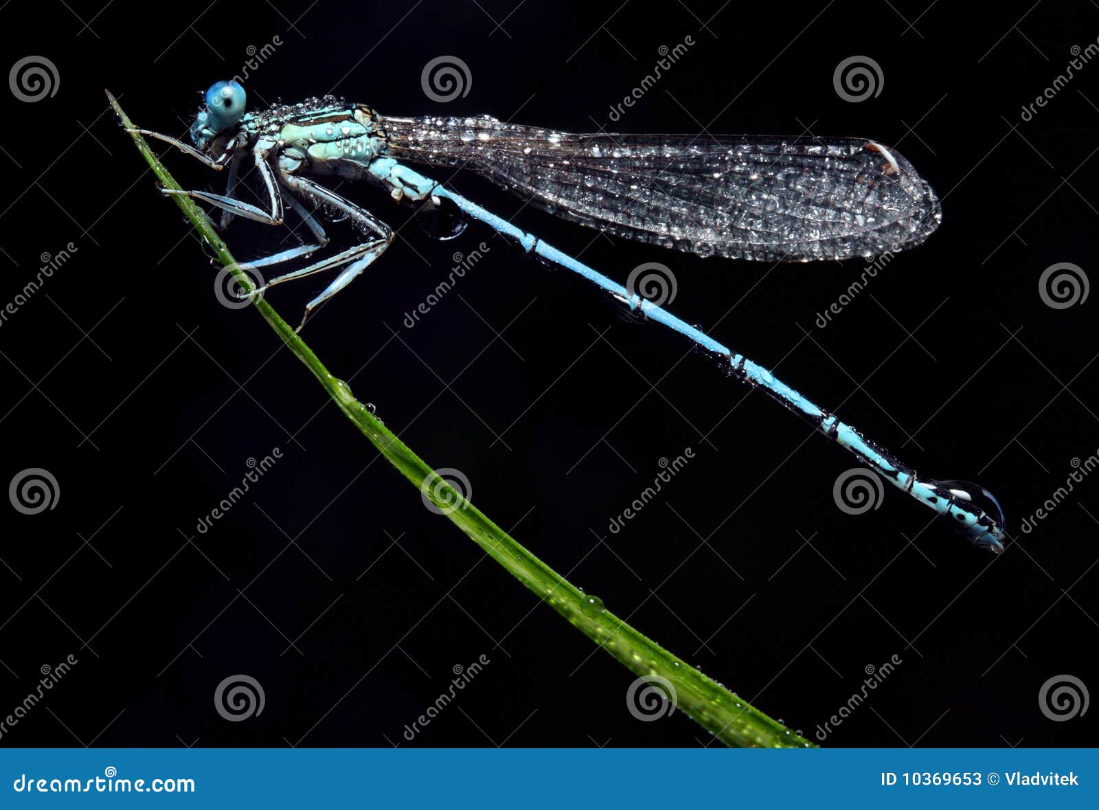 Blue dragonfly stock image. Image of damselfly, dragonfly - 10369653