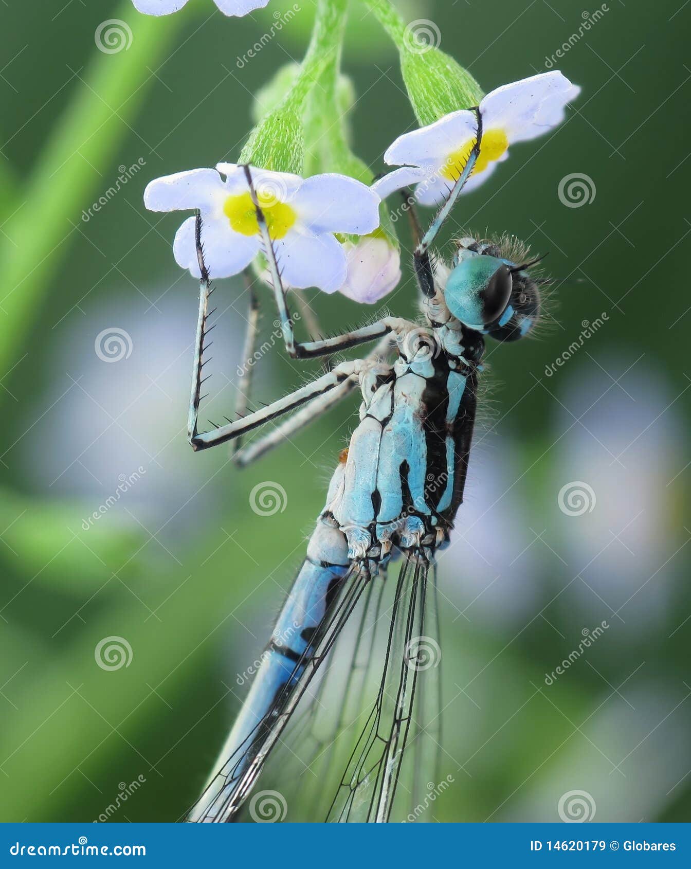 Blue dragonfly stock image. Image of rest, nature, closeup - 14620179