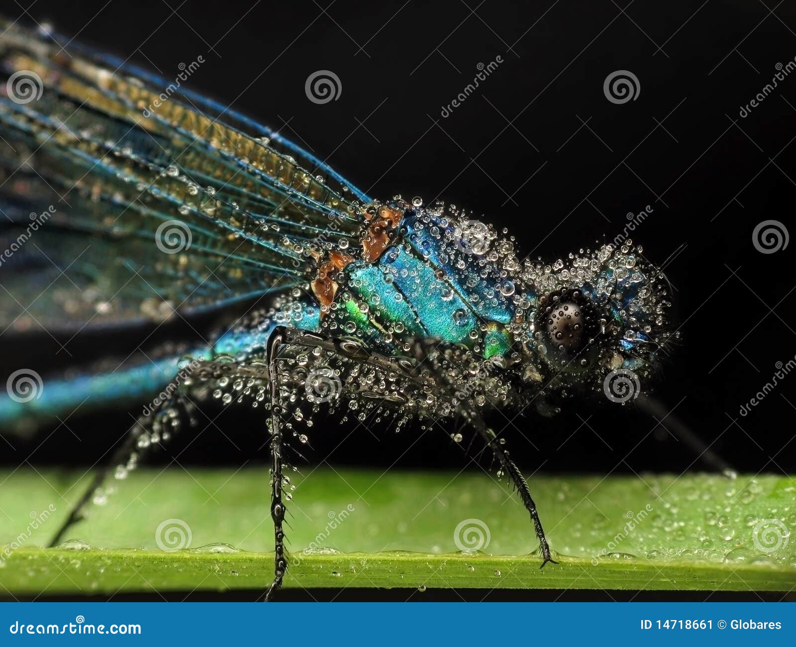 Blue dragonfly stock image. Image of fresh, nature, beautiful - 14718661