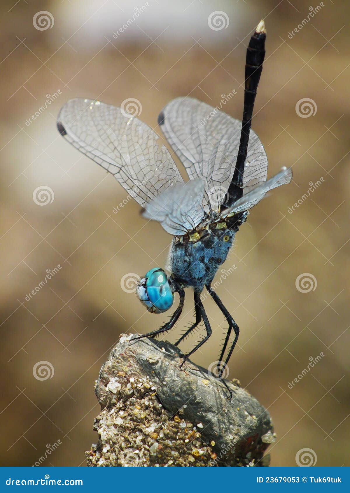 Blue Dragonfly stock image. Image of green, insect, darter - 23679053