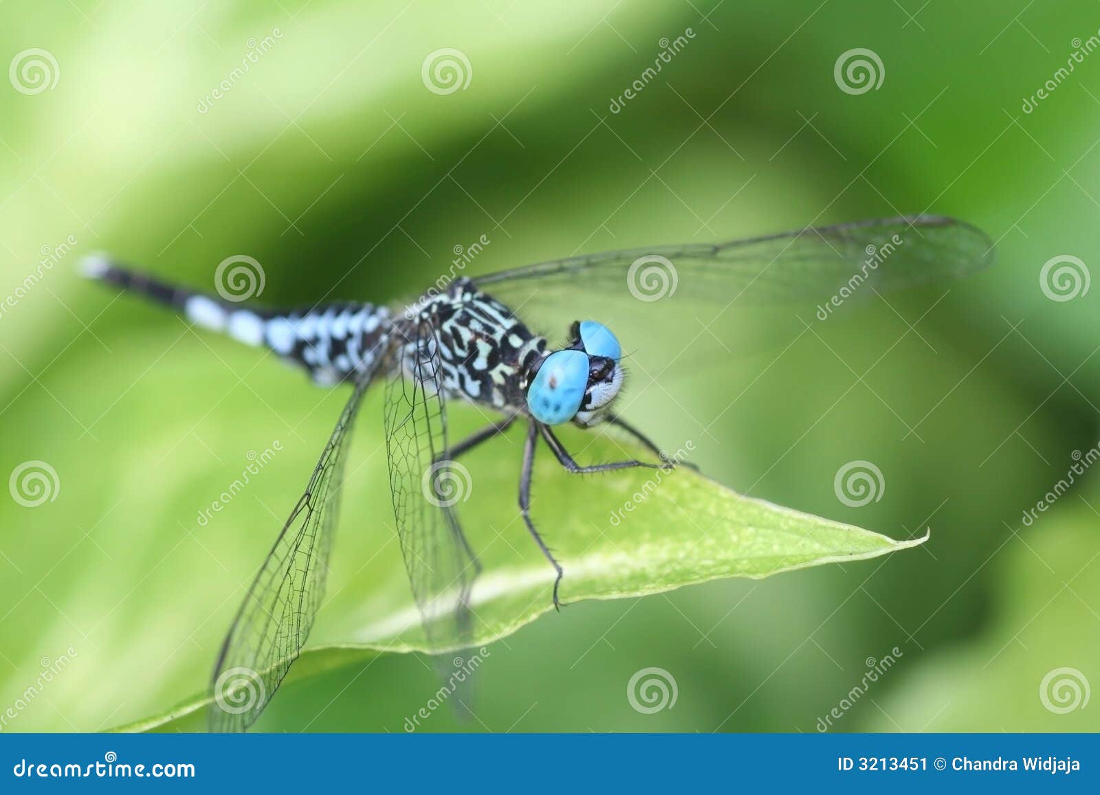 Blue Dragonfly stock image. Image of nature, outdoor, flight - 3213451