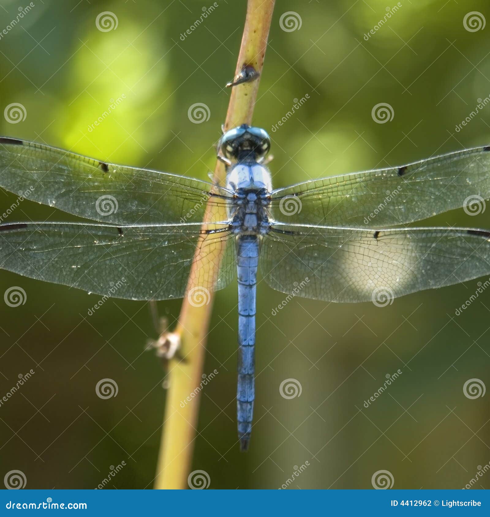 Blue Dragonfly With Green Eyes On A Leaf Royalty-Free Stock Photography ...