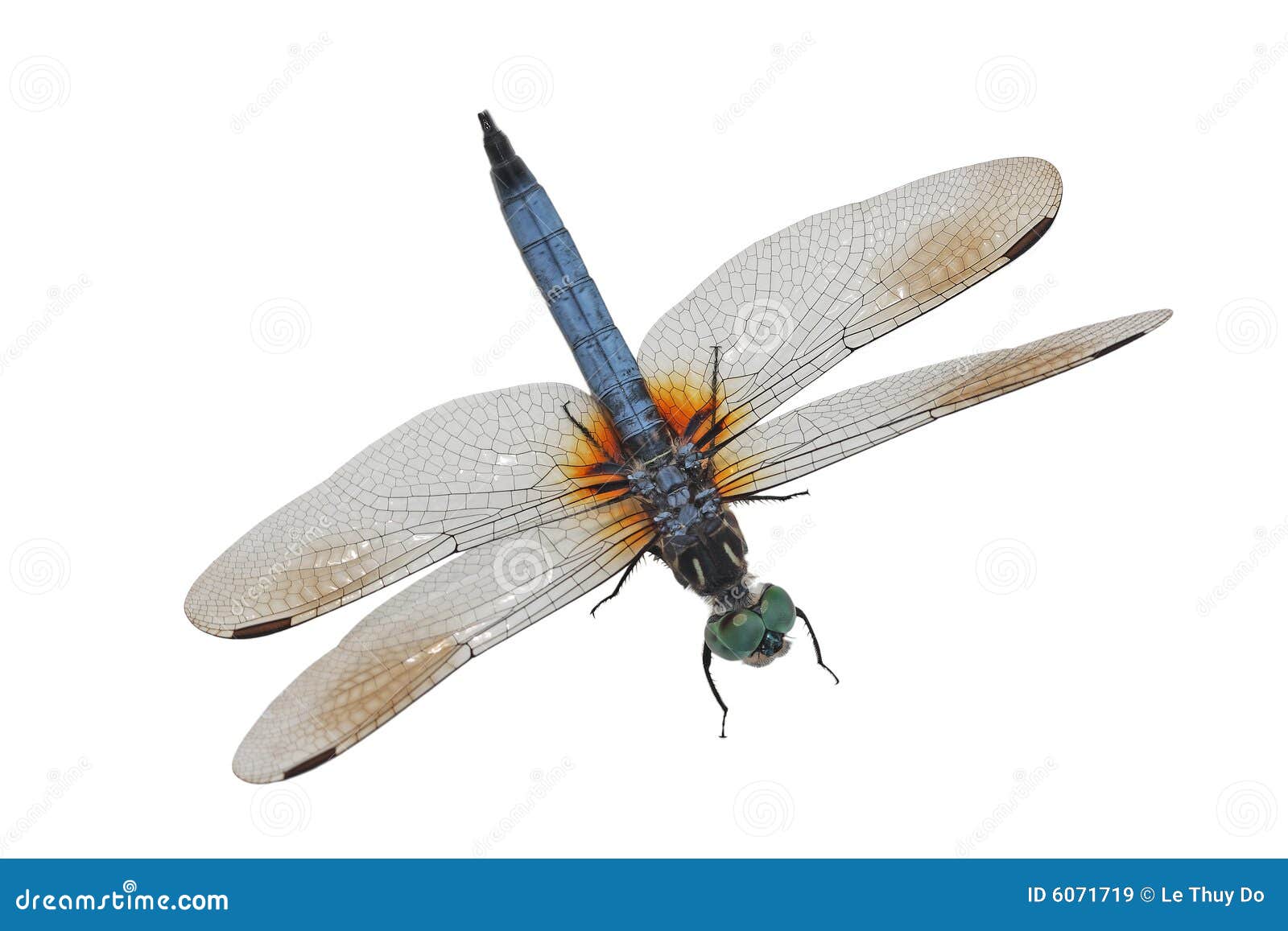 Blue Dragonfly With Green Eyes On A Leaf Royalty-Free Stock Photography ...