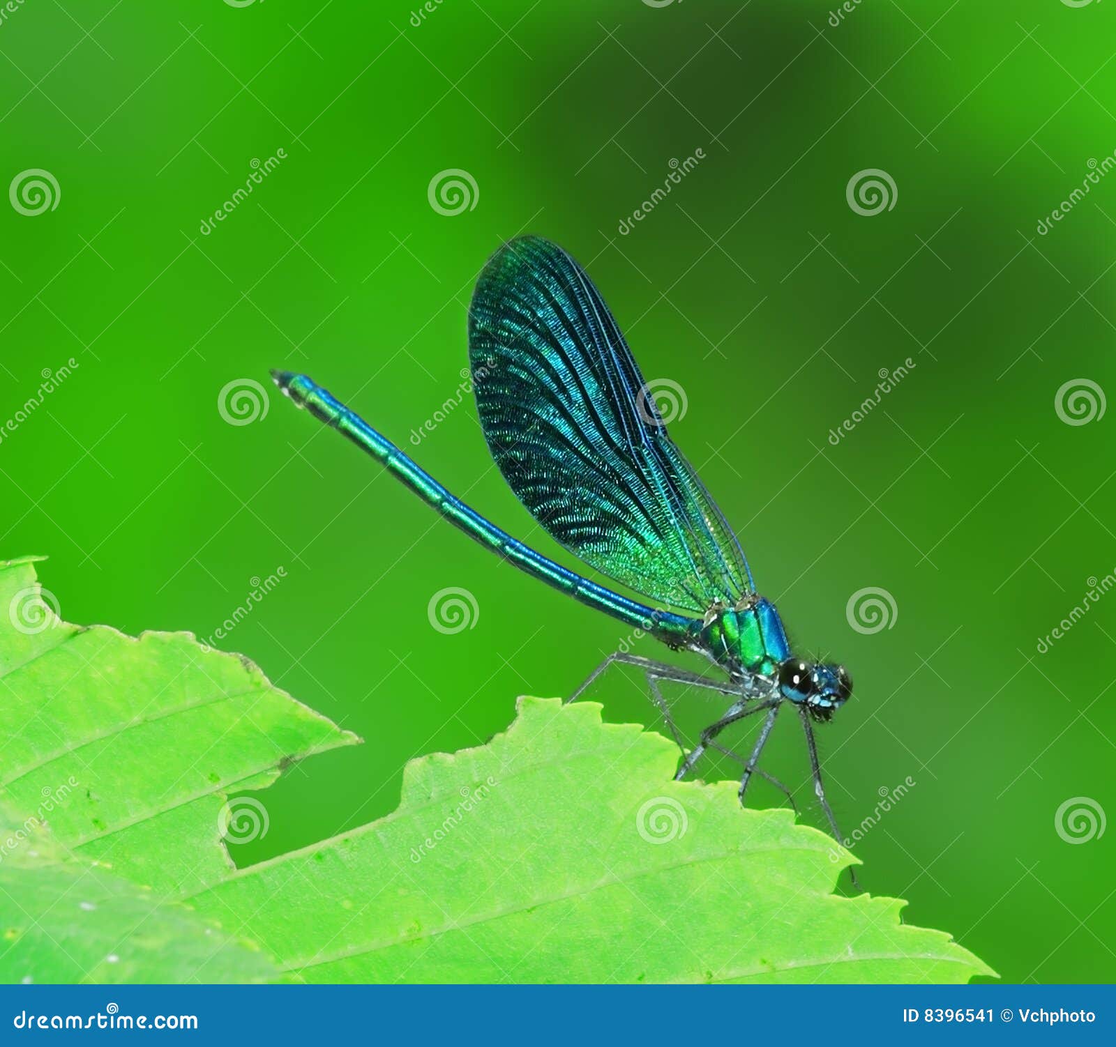 Blue dragonfly stock image. Image of animals, beauty, outdoors - 8396541