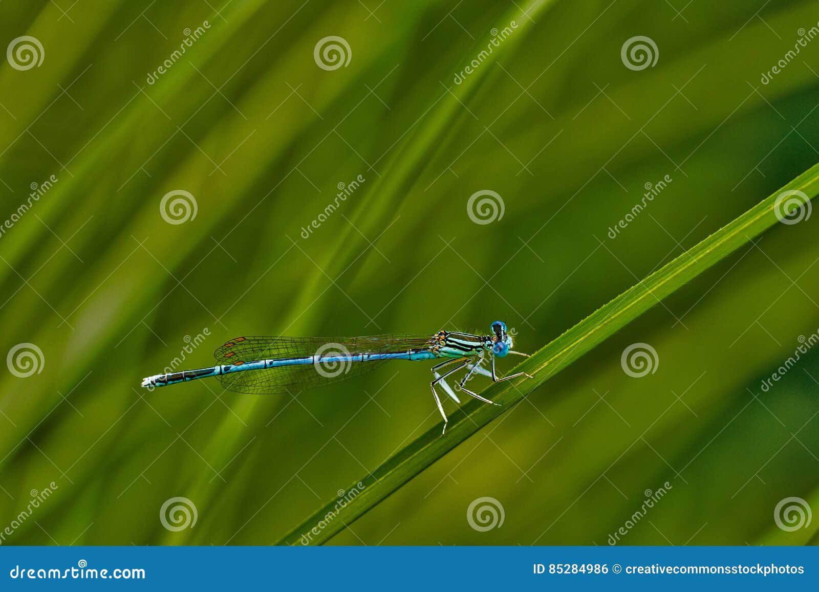 Blue Dragonfly Picture. Image: 85284986