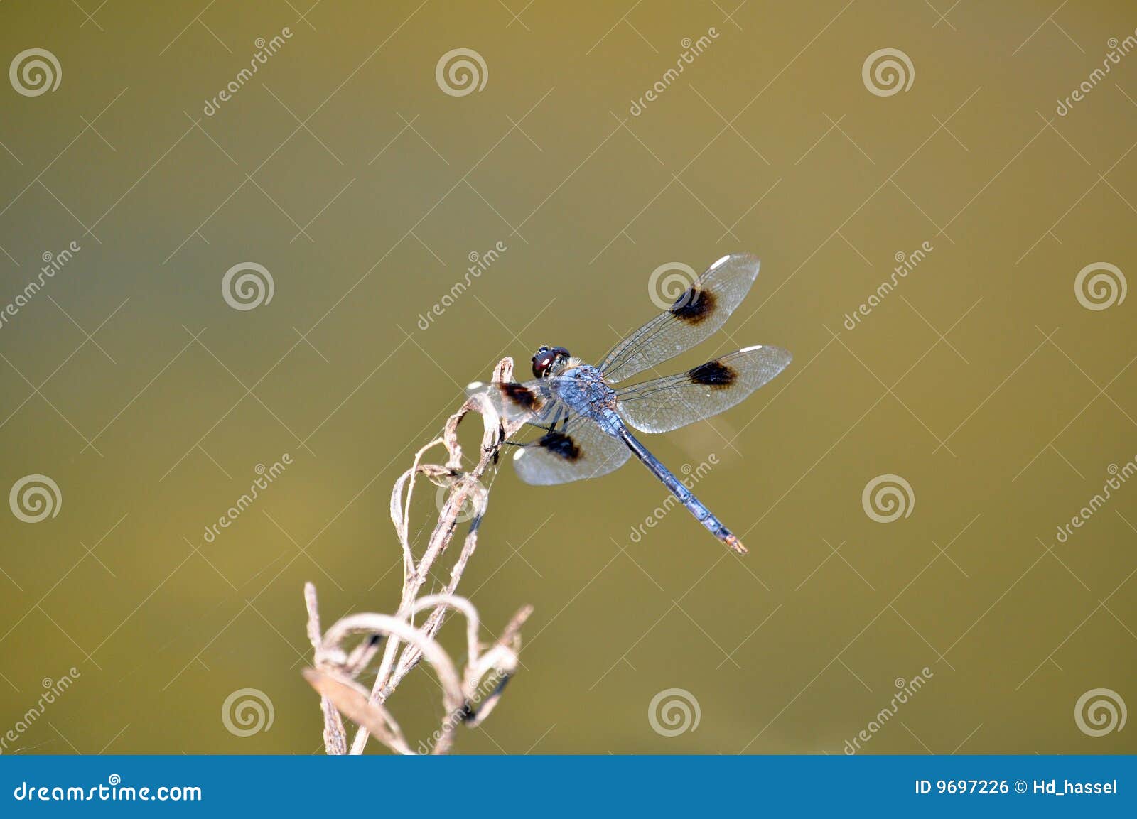 Blue dragonfly stock photo. Image of translucent, insect - 9697226