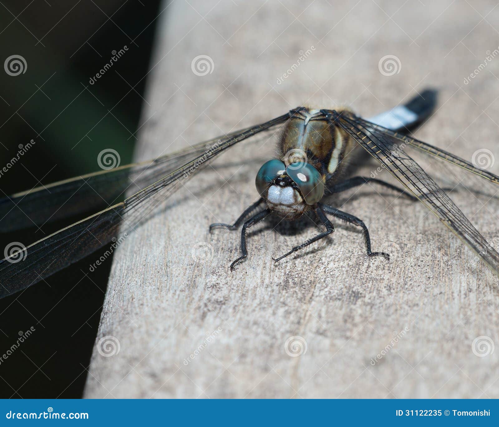 Blue dragonfly stock image. Image of wings, eyes, blue - 31122235