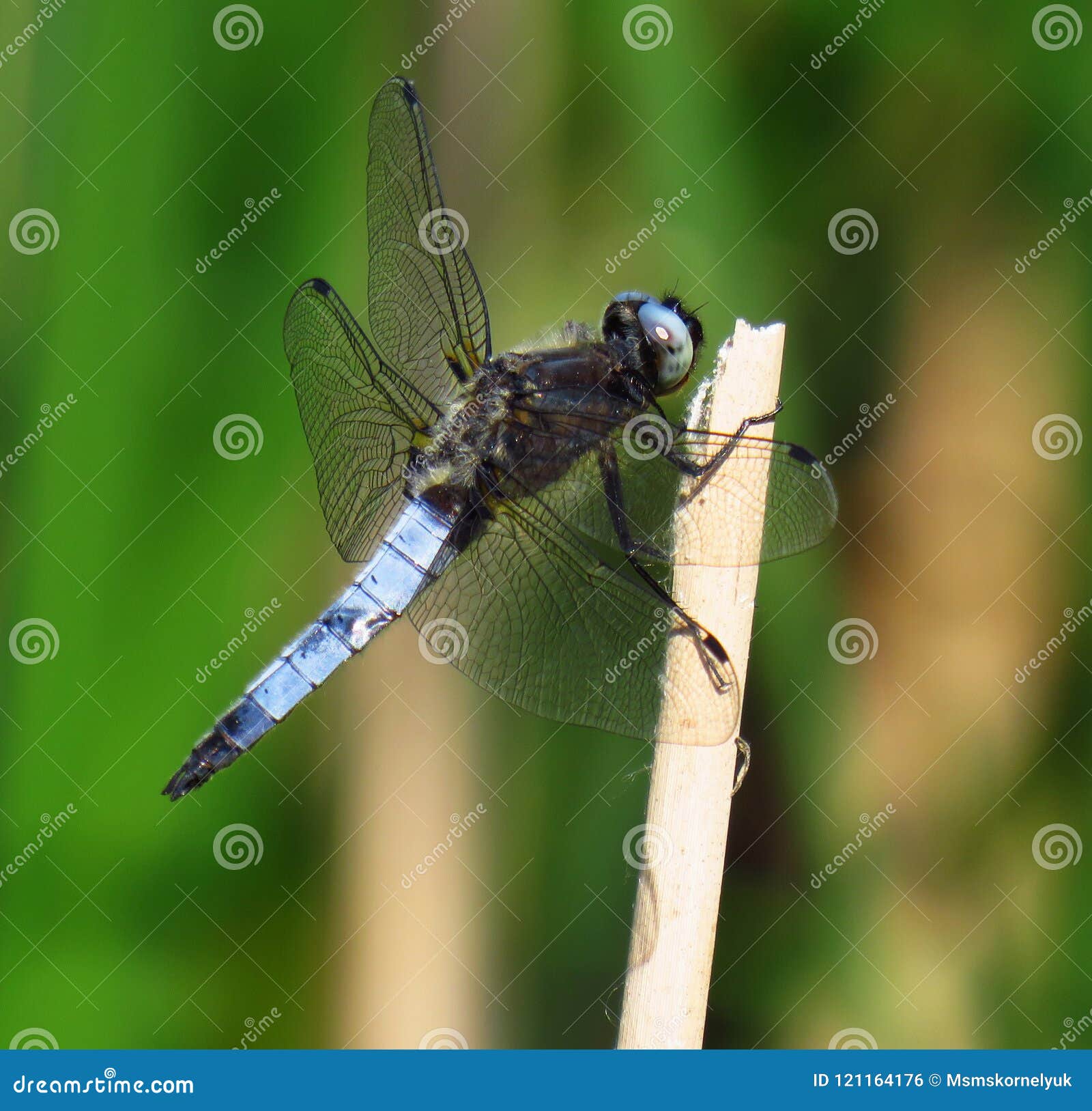 Blue dragonfly stock photo. Image of arthropod, black - 121164176