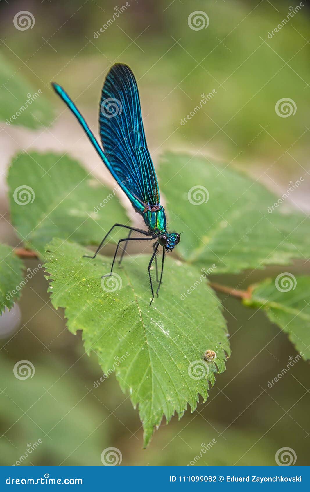 The blue dragonfly stock photo. Image of meadowthe, growth - 111099082