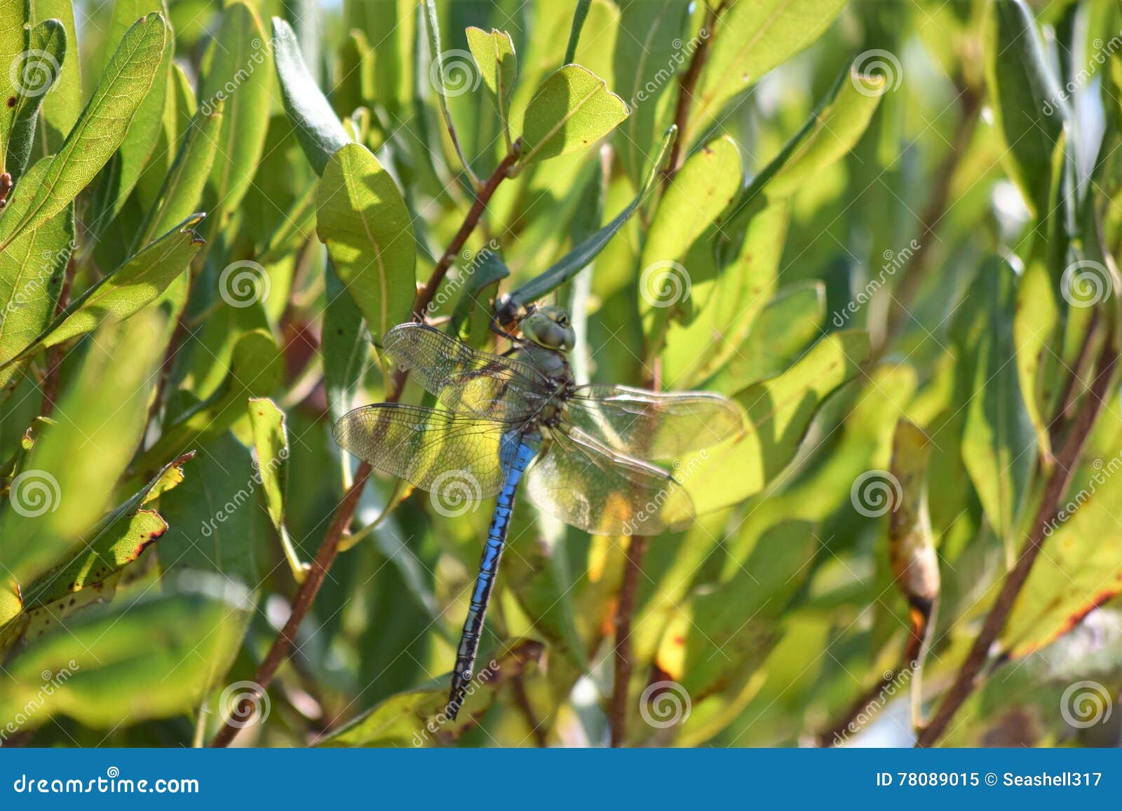 Blue Dragonfly stock image. Image of plants, lakes, colorful - 78089015
