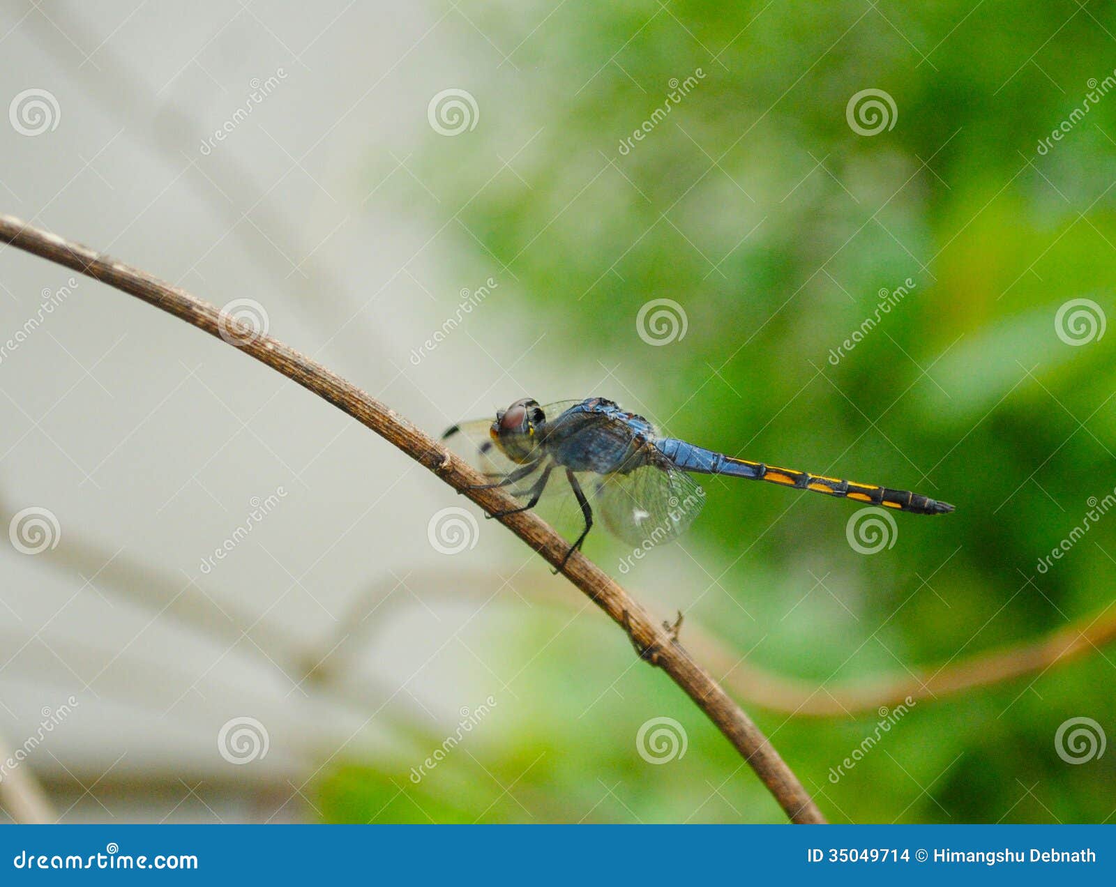 Blue Dragonfly stock photo. Image of blueish, dragonfly - 35049714
