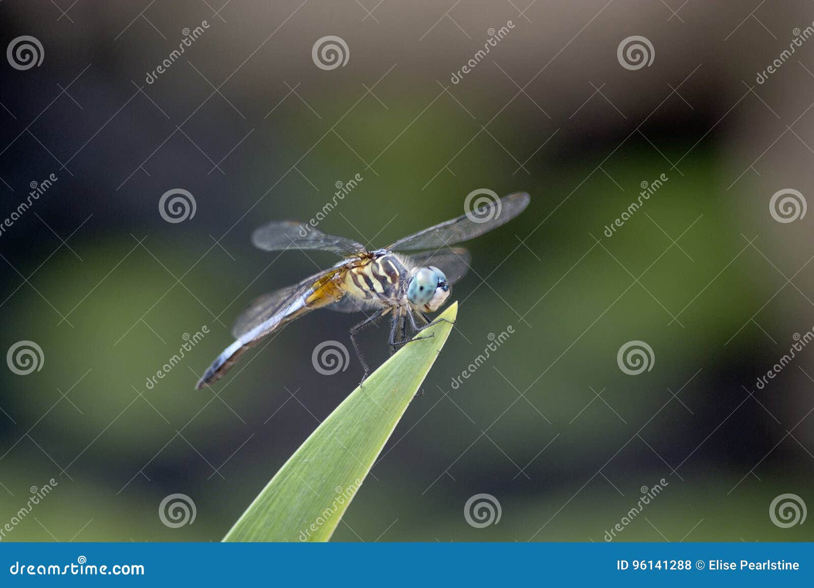 Blue Dragonfly Closeup on Iris Leaf Stock Photo - Image of leaf ...