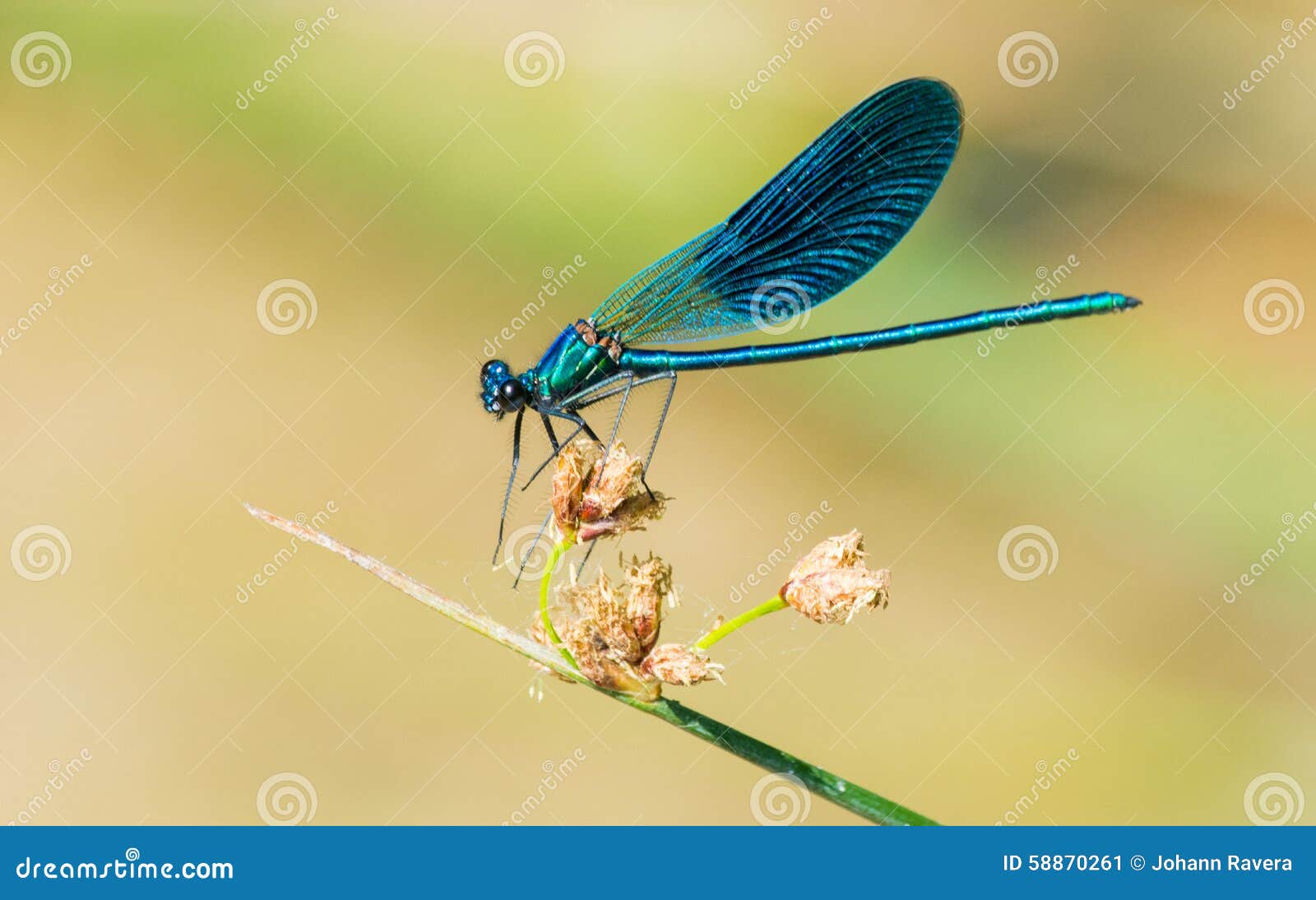 Blue Dragonfly stock image. Image of damselfly, creature - 58870261