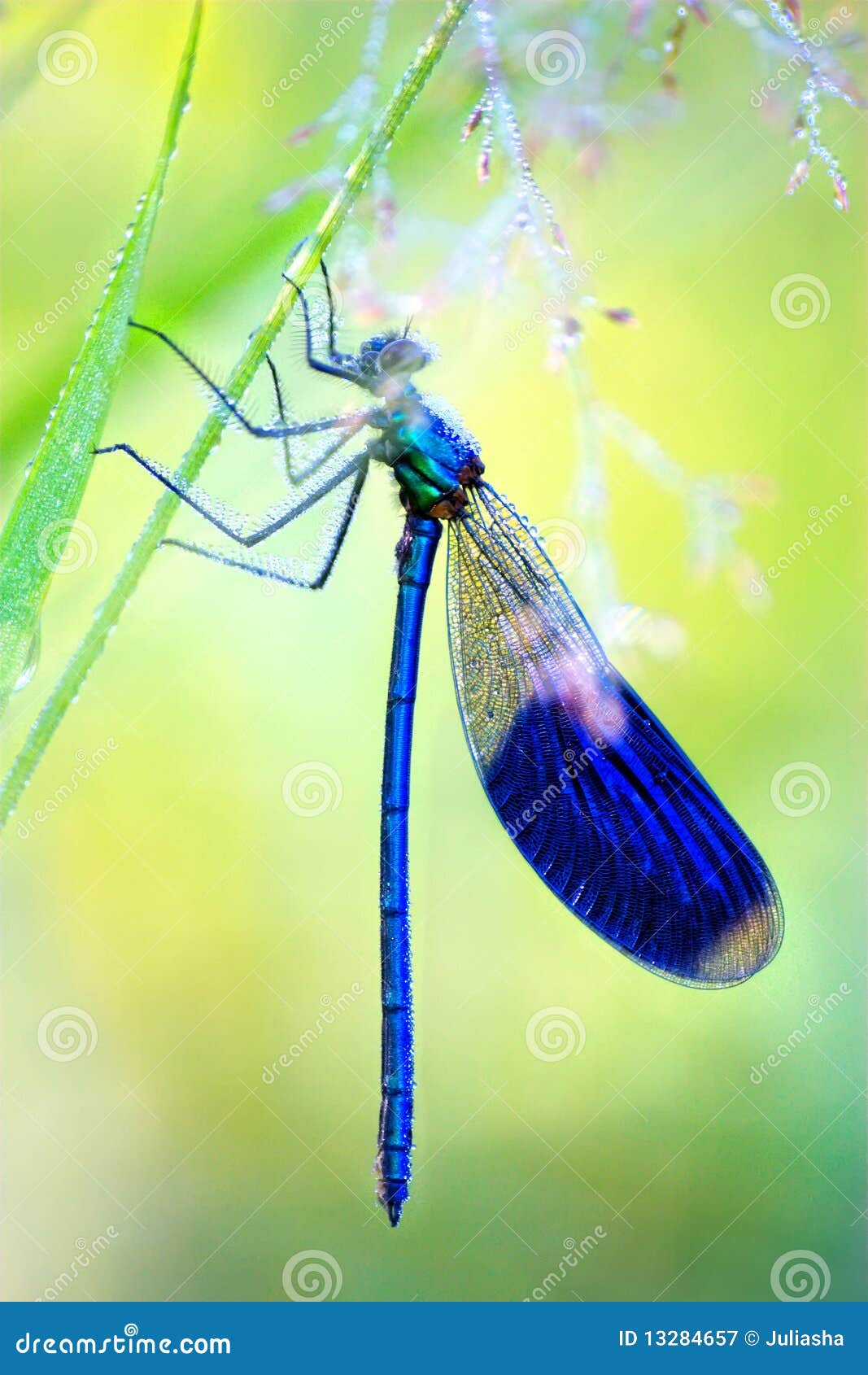 Blue Dragonfly With Green Eyes On A Leaf Royalty-Free Stock Photography ...
