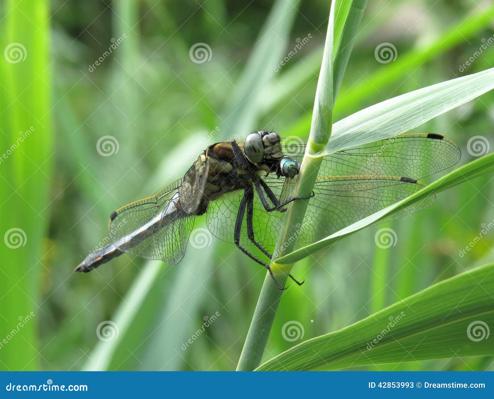 Blue dragonfly eating stock image. Image of odonata, stream - 42853993
