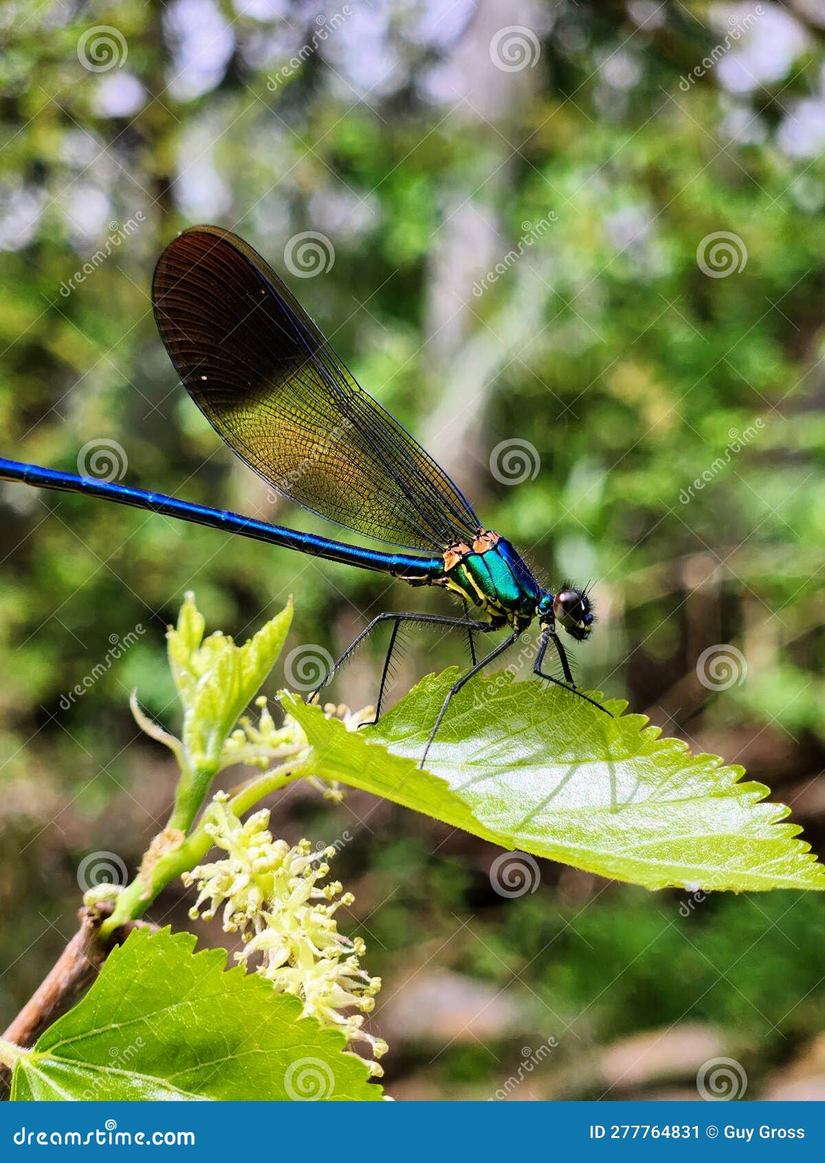Blue Dragonfly on a Green Leaf in the Rainforest Stock Image - Image of ...