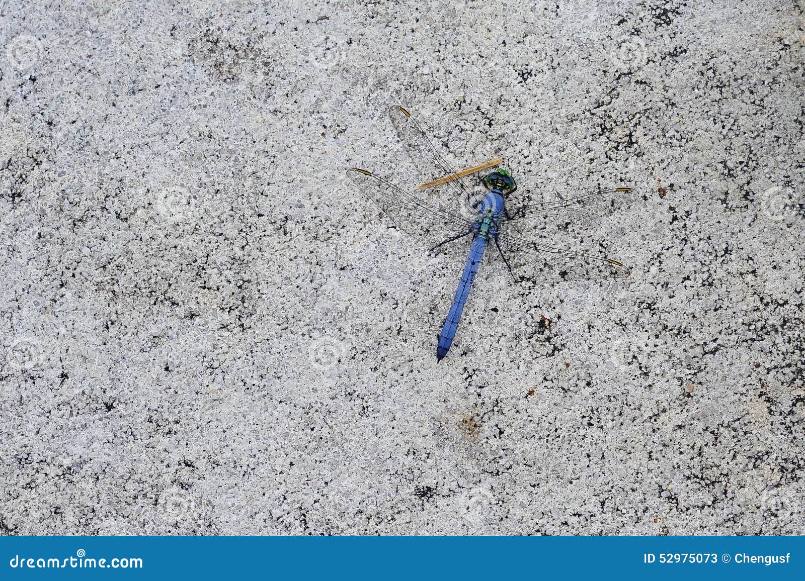 A Blue dragonfly on ground stock image. Image of damselfly - 52975073