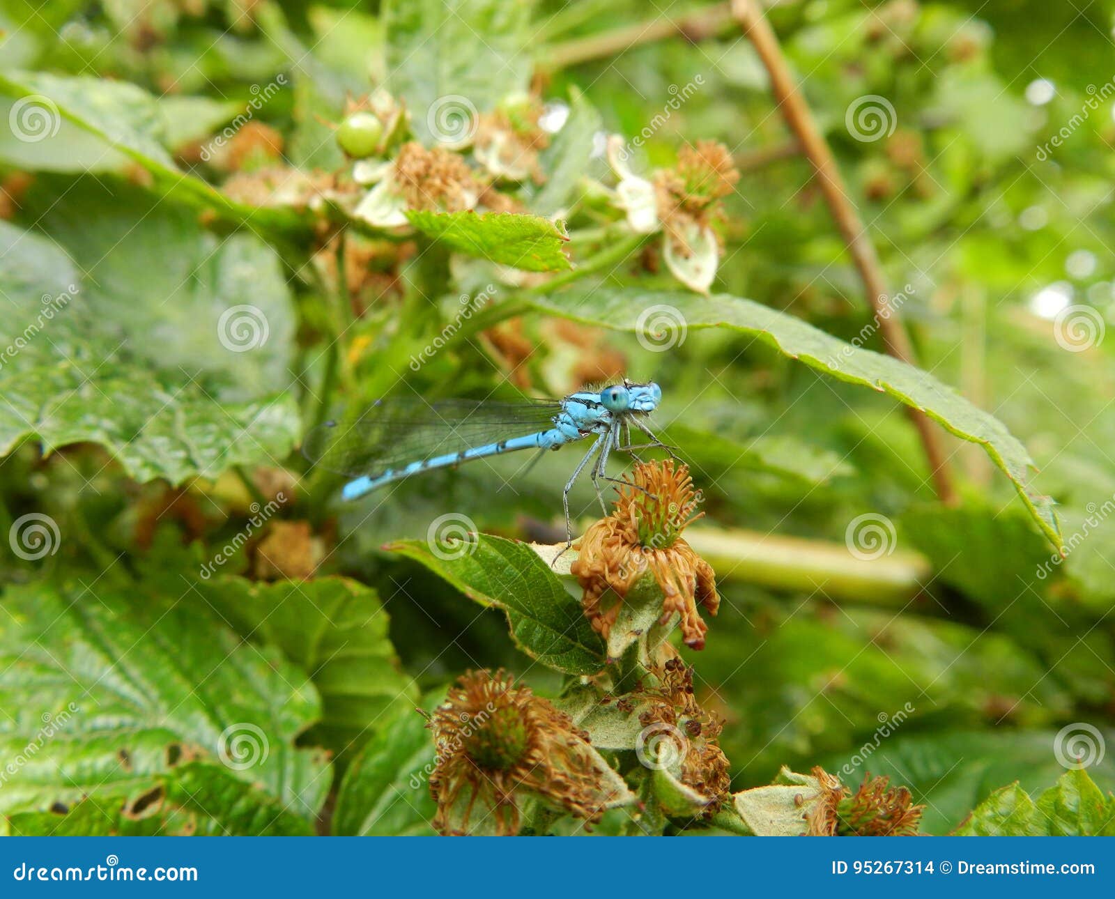 Blue Dragonfly Looking into Camera Stock Photo - Image of blossom ...