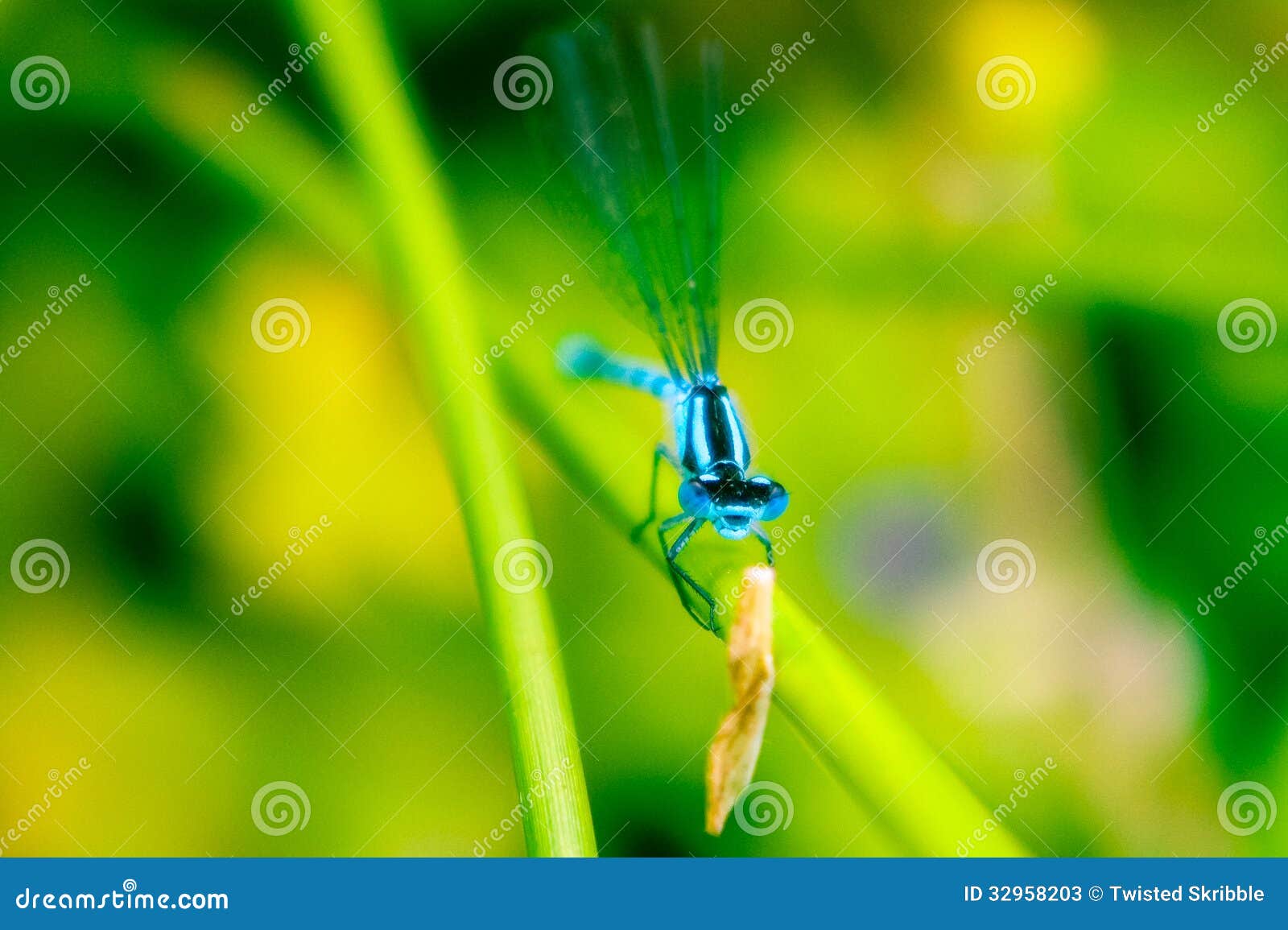 Blue Dragonfly stock image. Image of nature, enniskillen - 32958203