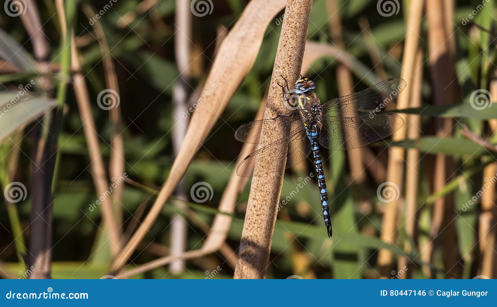 Blue Dragonfly stock photo. Image of stem, nature, wildlife - 80447146