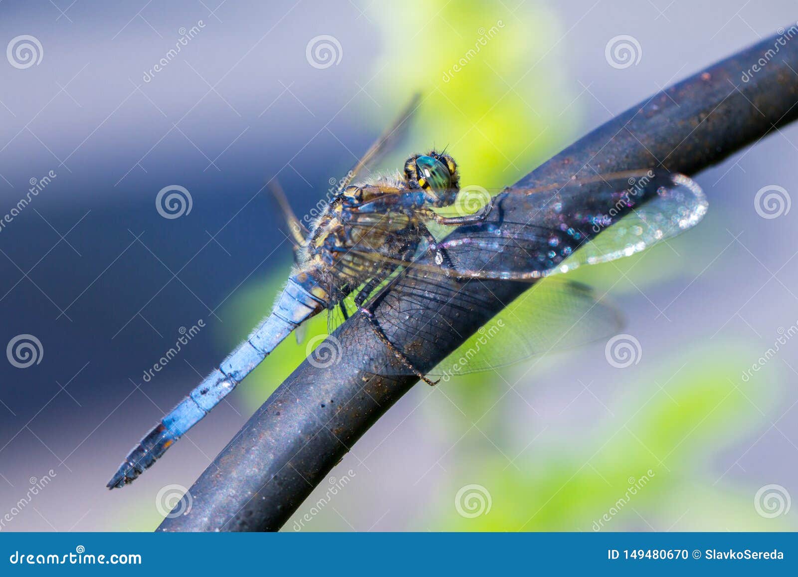Blue Dragonfly Sits on a Black Metal Bar Stock Photo - Image of wings ...