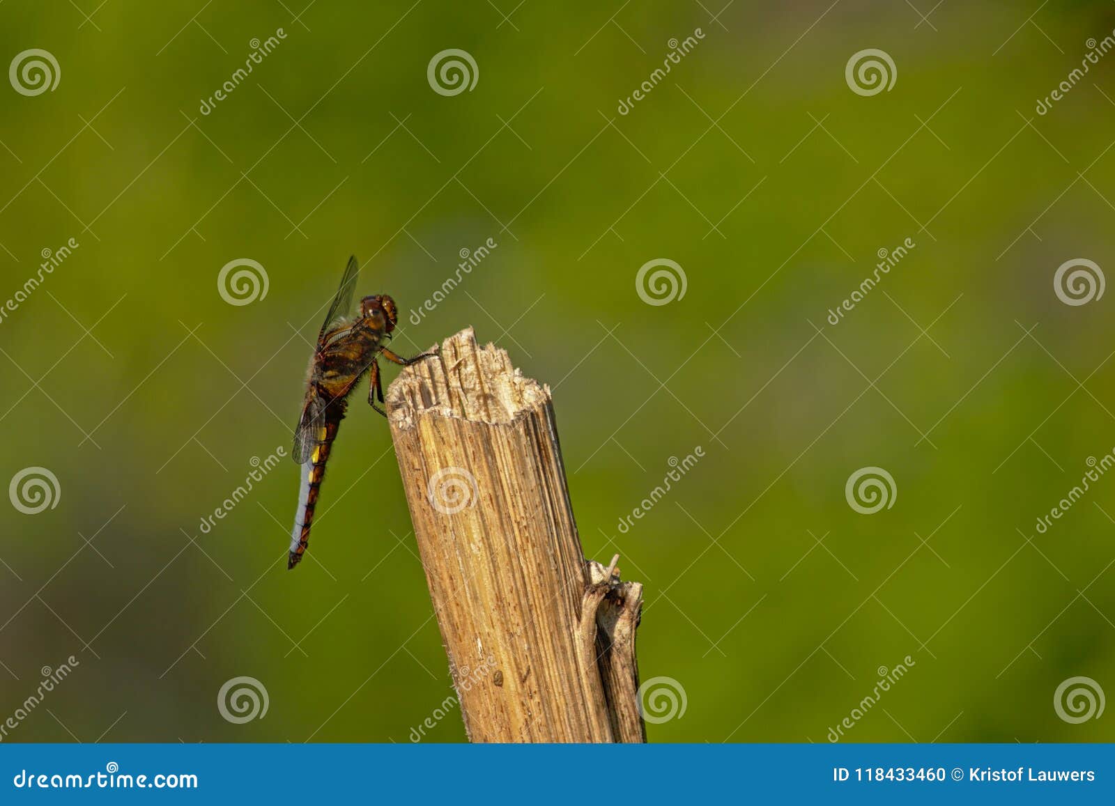 Blue Dragonfly Sitting on a Pole - Anisoptera Stock Photo - Image of ...