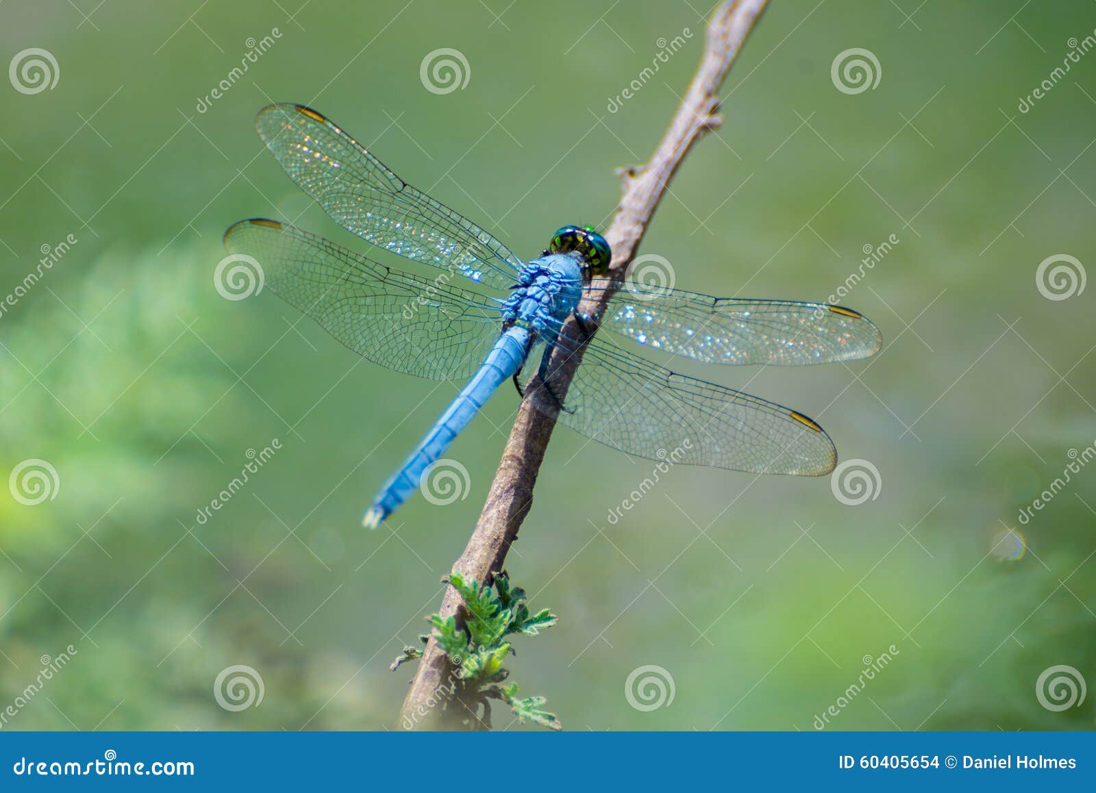 Blue Dragonfly stock photo. Image of nature, detail, longipennis - 60405654