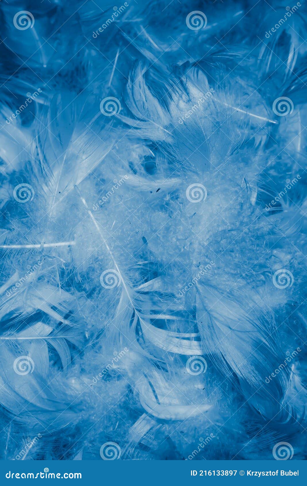 Blue Duck Feathers with Visible Details. Background Stock Image - Image ...