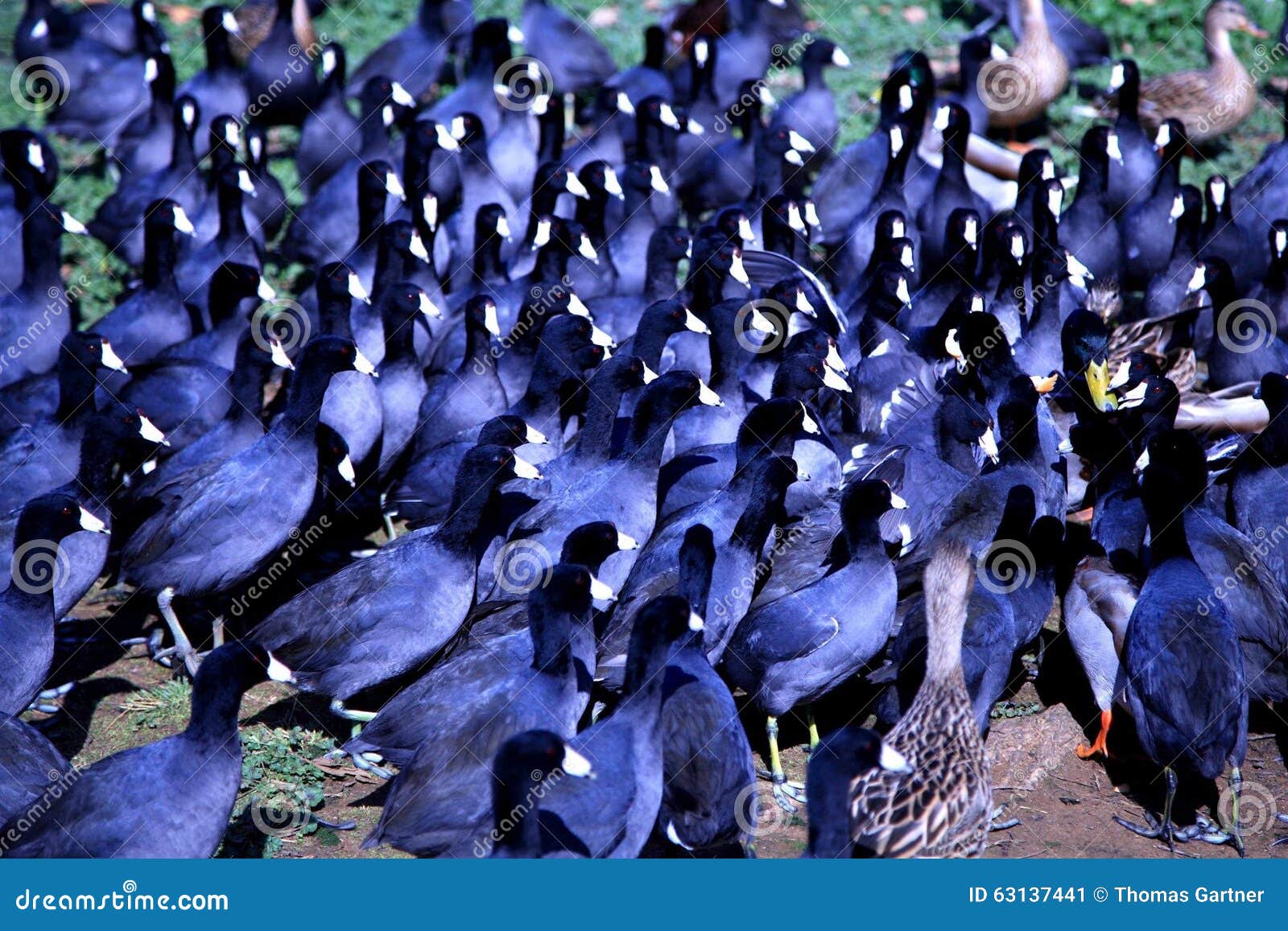 Blue Ducks stock image. Image of ducks, blue, parks, recreation - 63137441