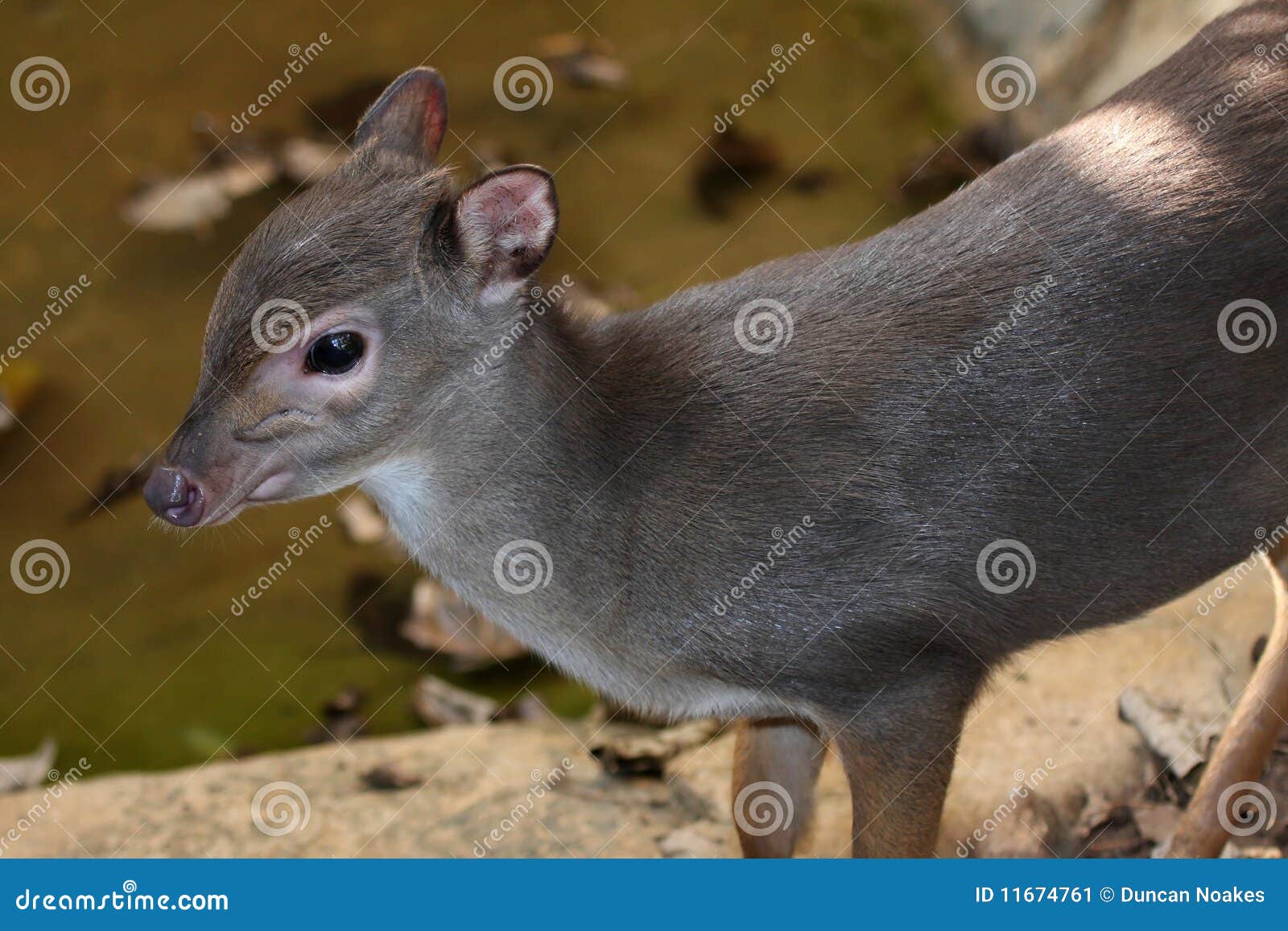 Blue Duiker Antelope stock image. Image of walking, nose - 11674761
